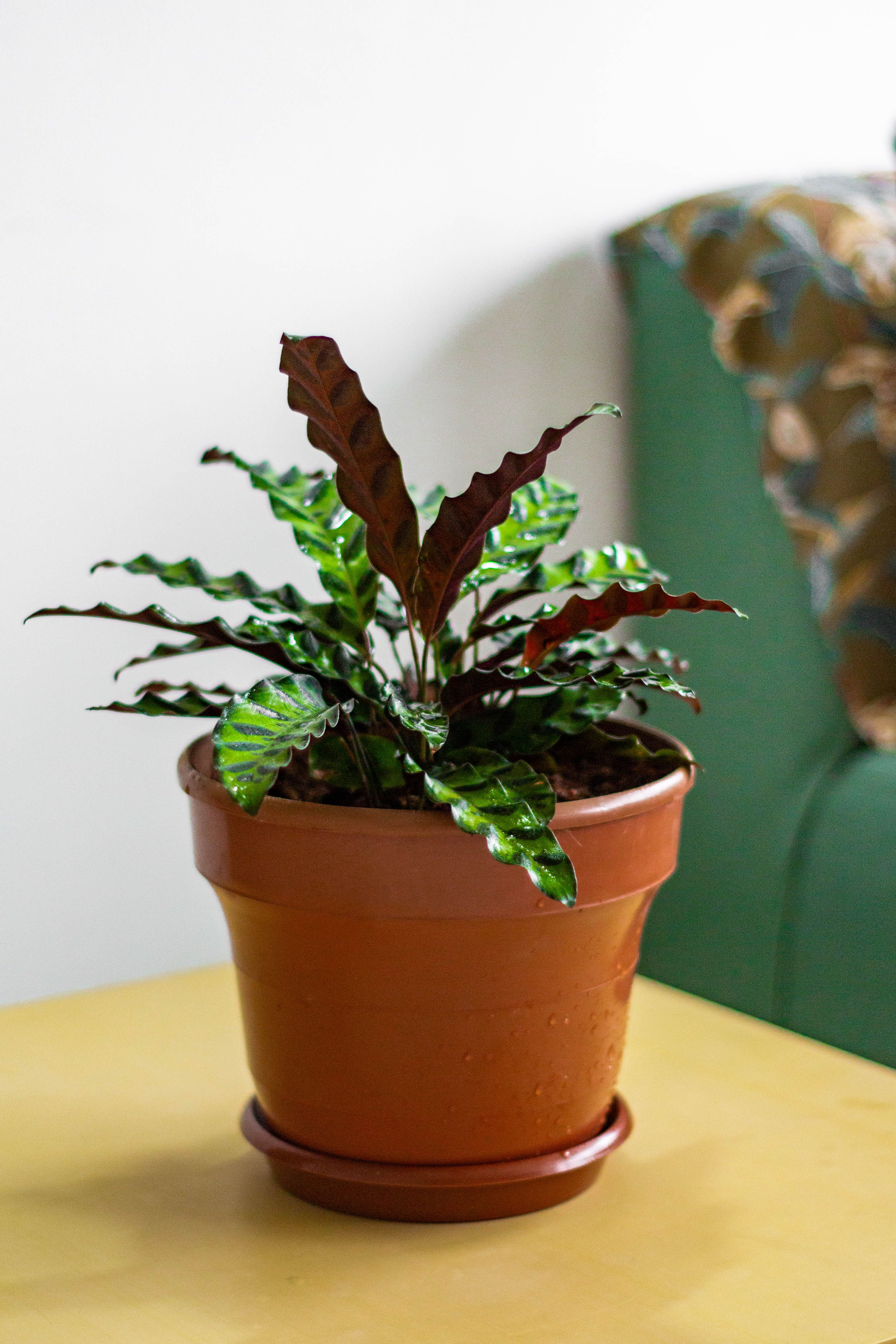 Calathea Plant in Terracotta Pot on Indoor Table · Free Stock Photo