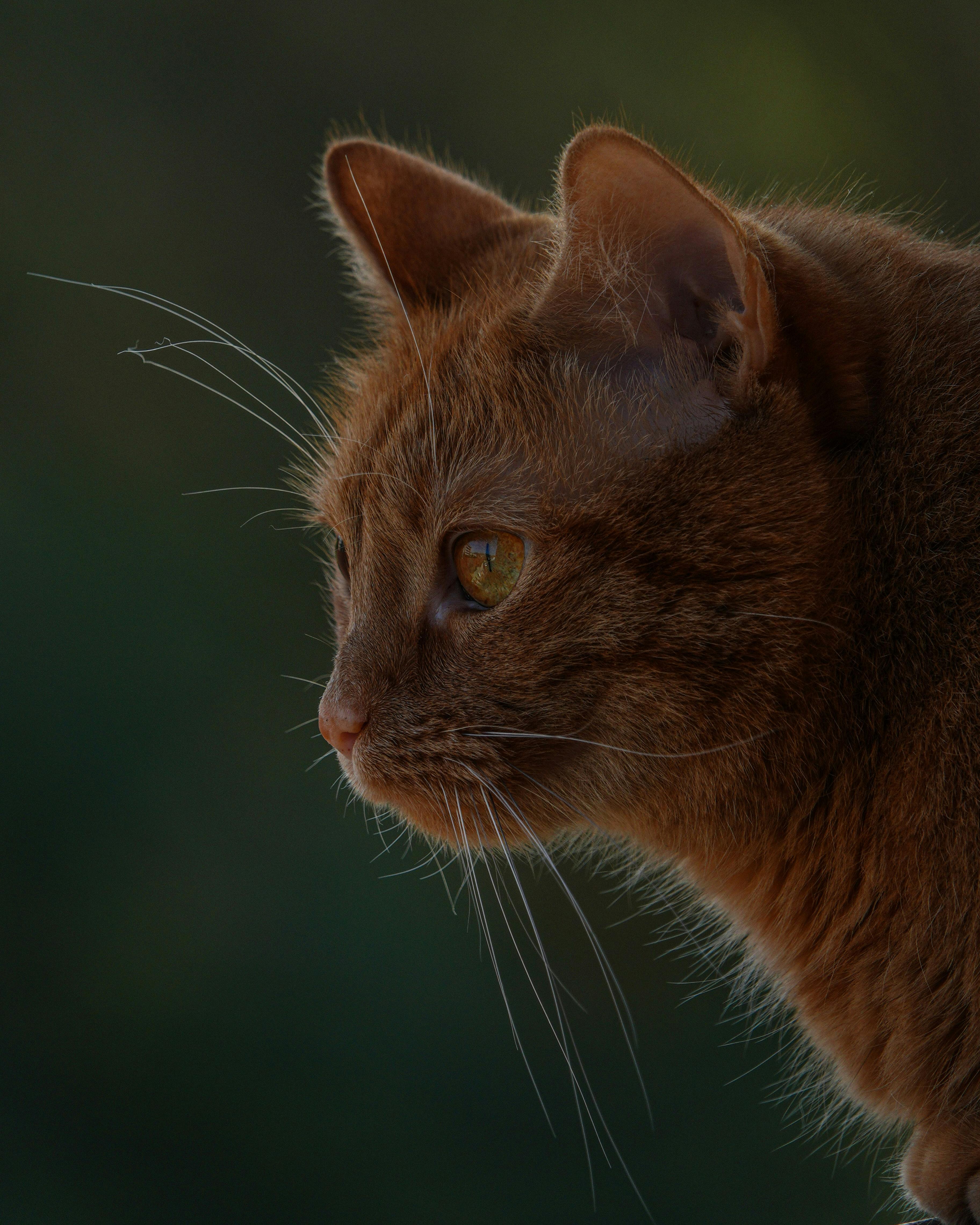 Close-up Profile of a Ginger Cat in Nature · Free Stock Photo