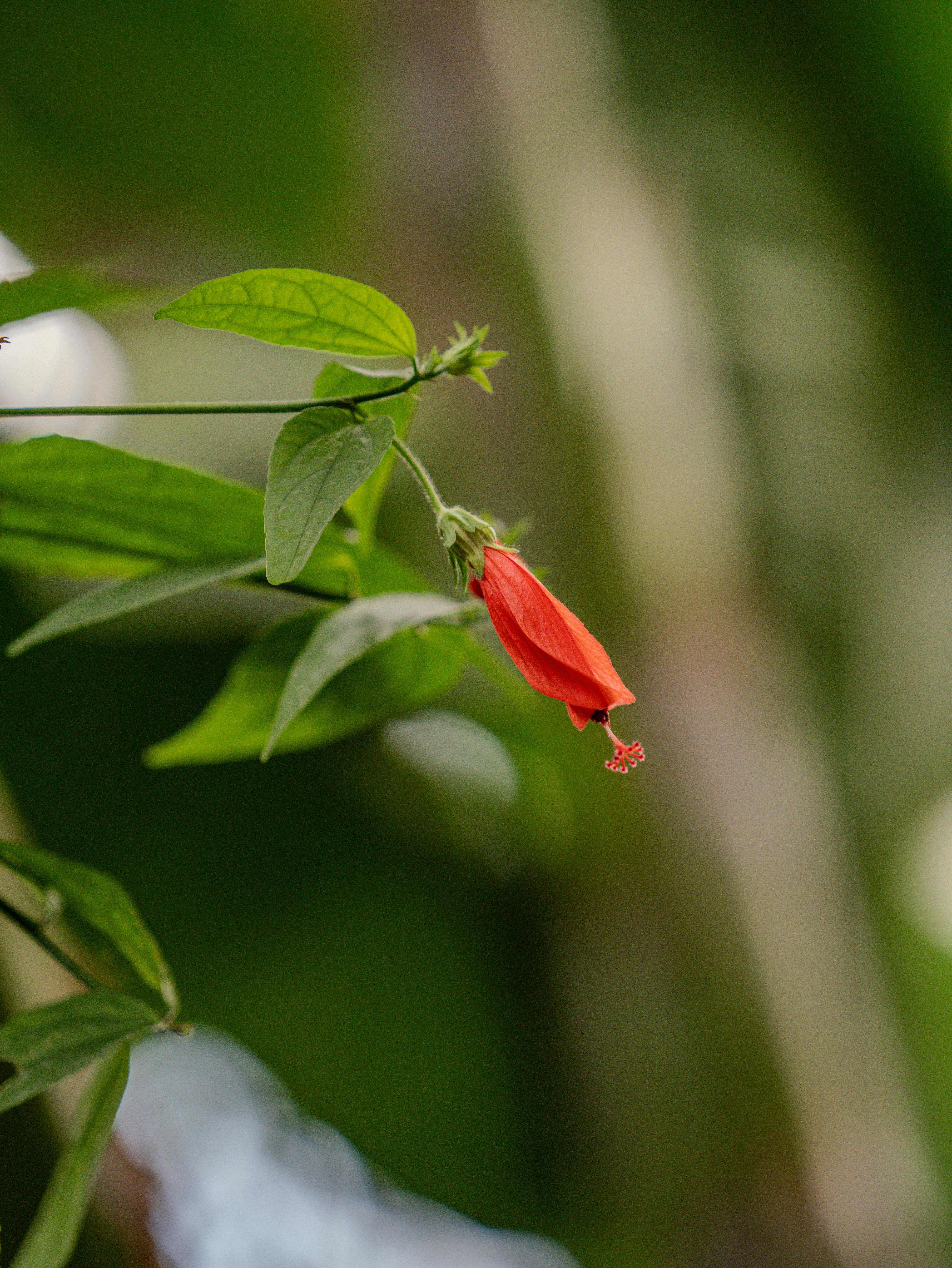 Close-up of Unopened Red Flower Bud · Free Stock Photo