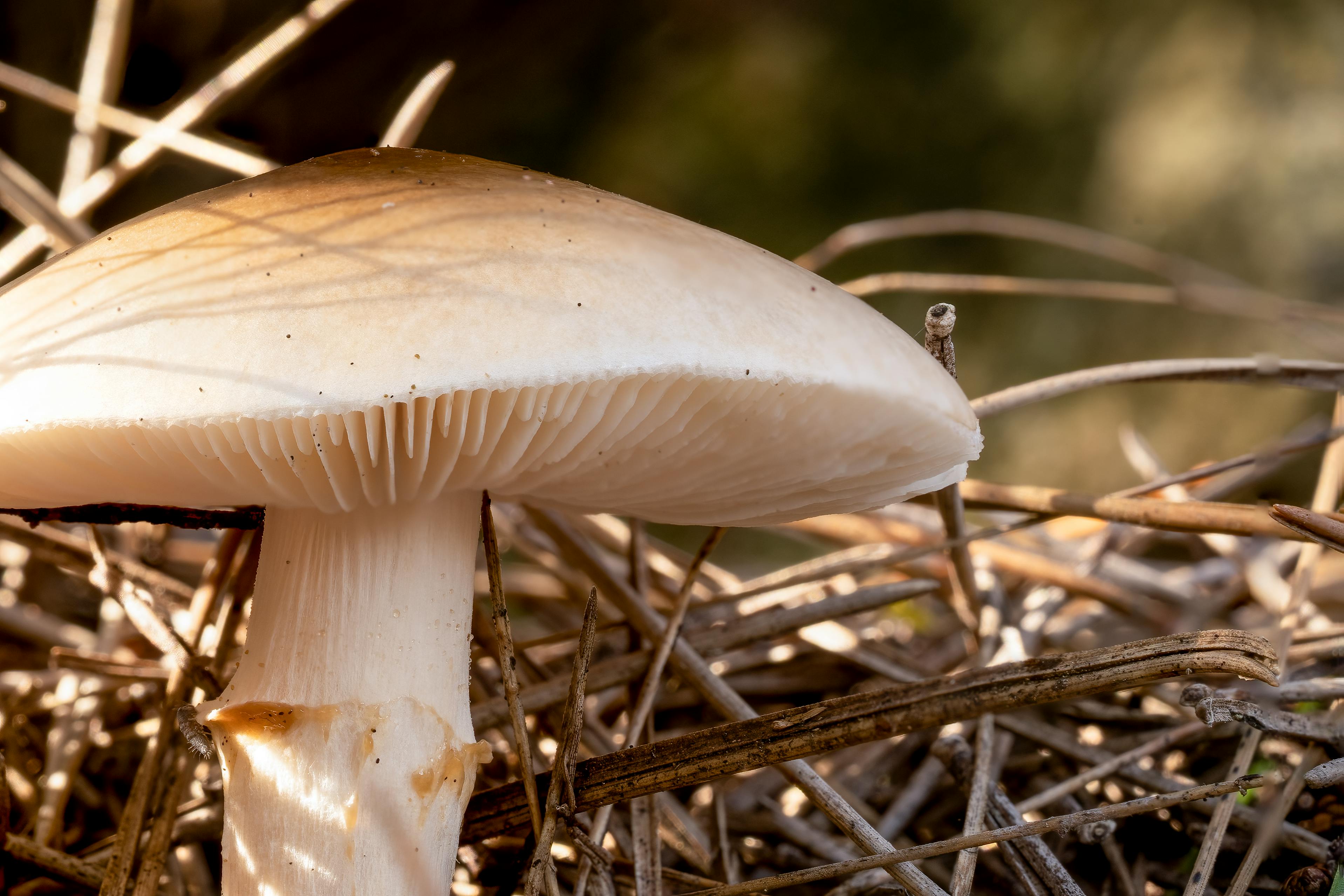 Seta Silvestre En El Entorno Del Bosque De Picassent · Foto de stock ...