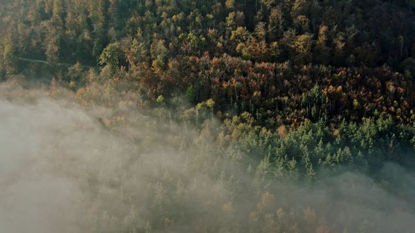 Fog Forest Photos, Download The BEST Free Fog Forest Stock Photos & HD ...
