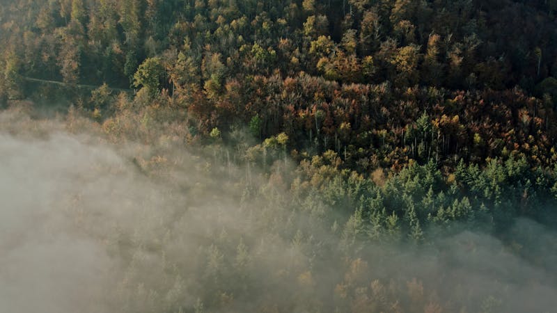 Fog Forest Photos, Download The BEST Free Fog Forest Stock Photos & HD ...