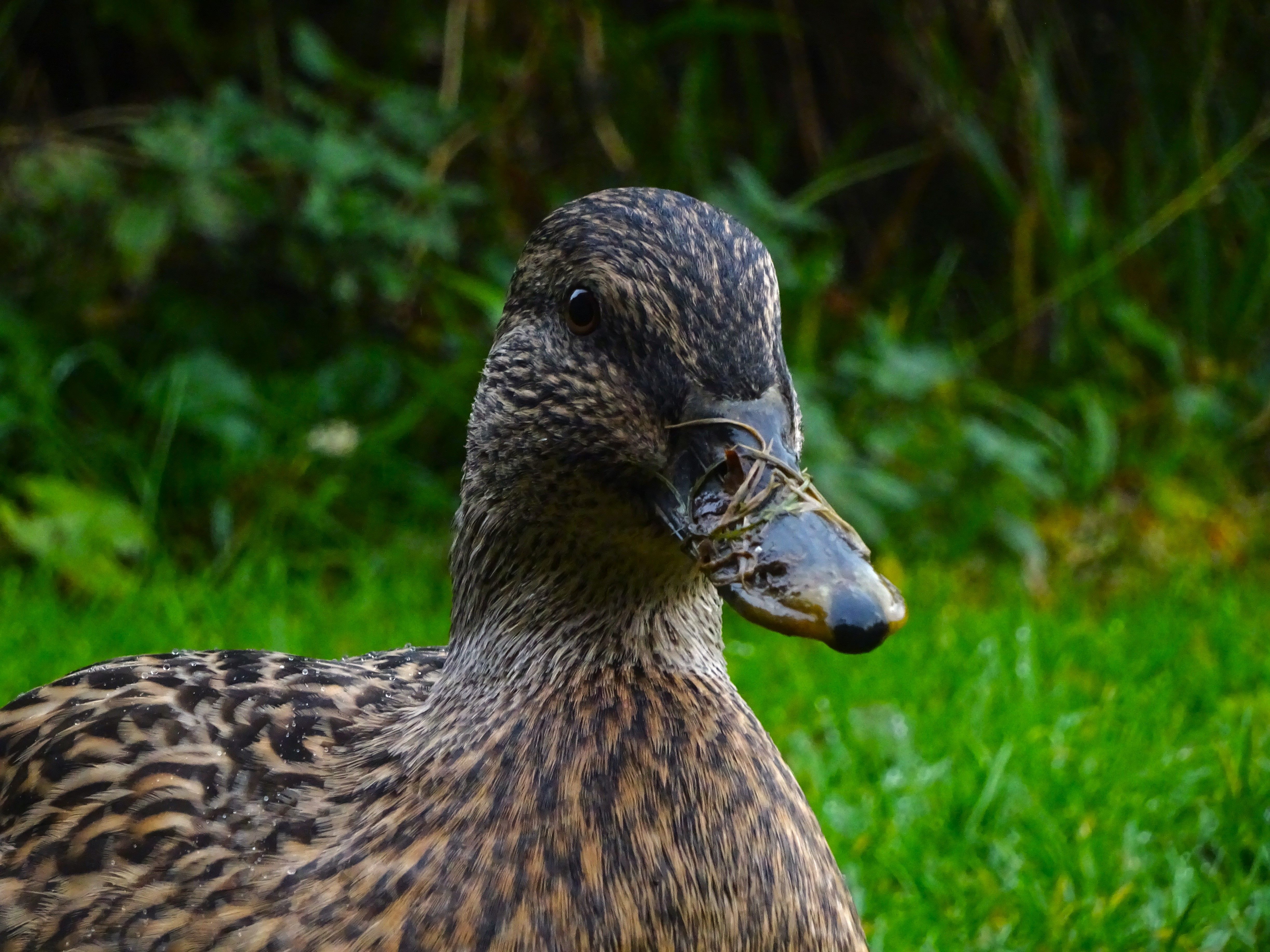 Close-up Portrait of a Female Mallard Duck in Scotland · Free Stock Photo