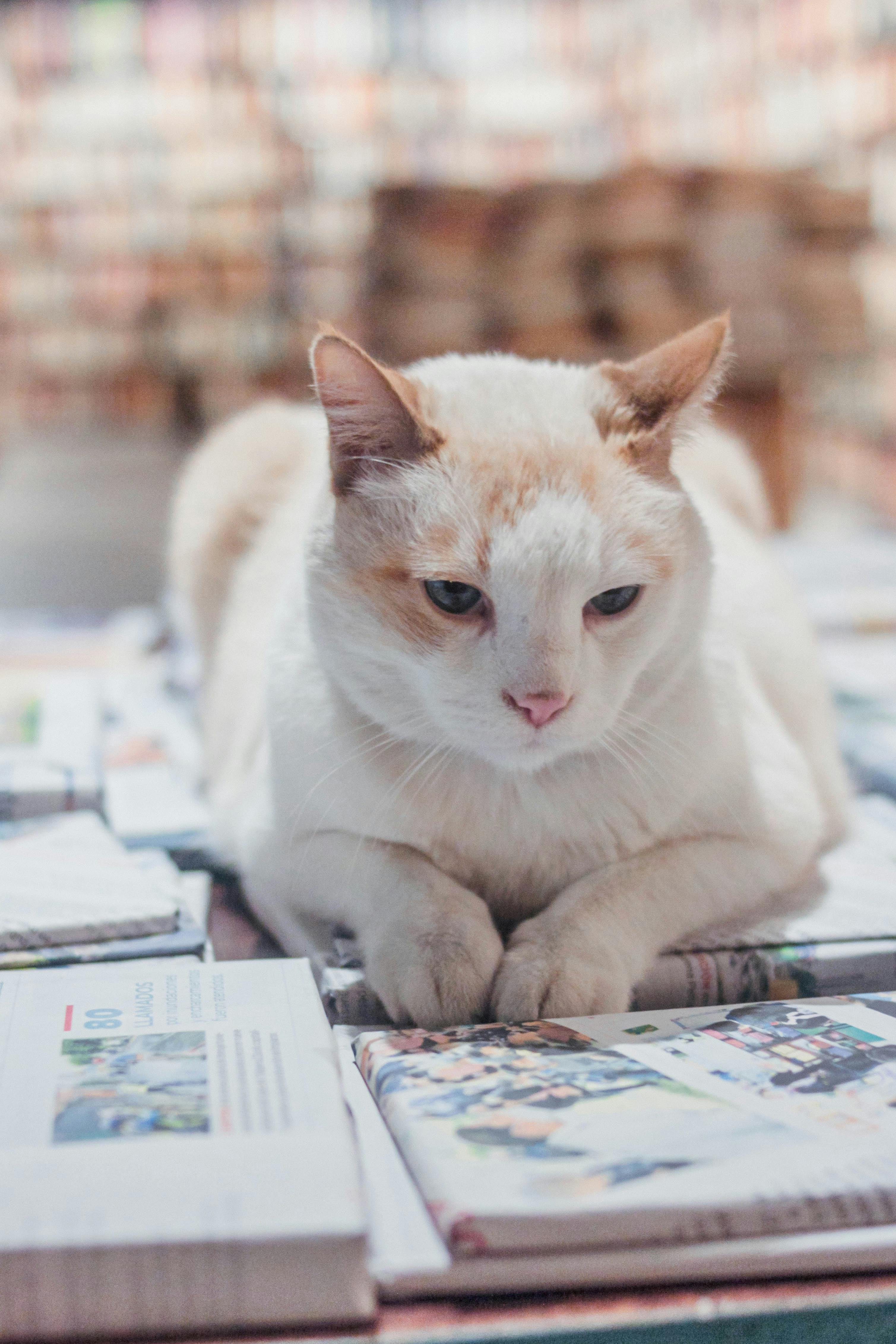 Cats In Books Photos, Download The BEST Free Cats In Books Stock Photos ...