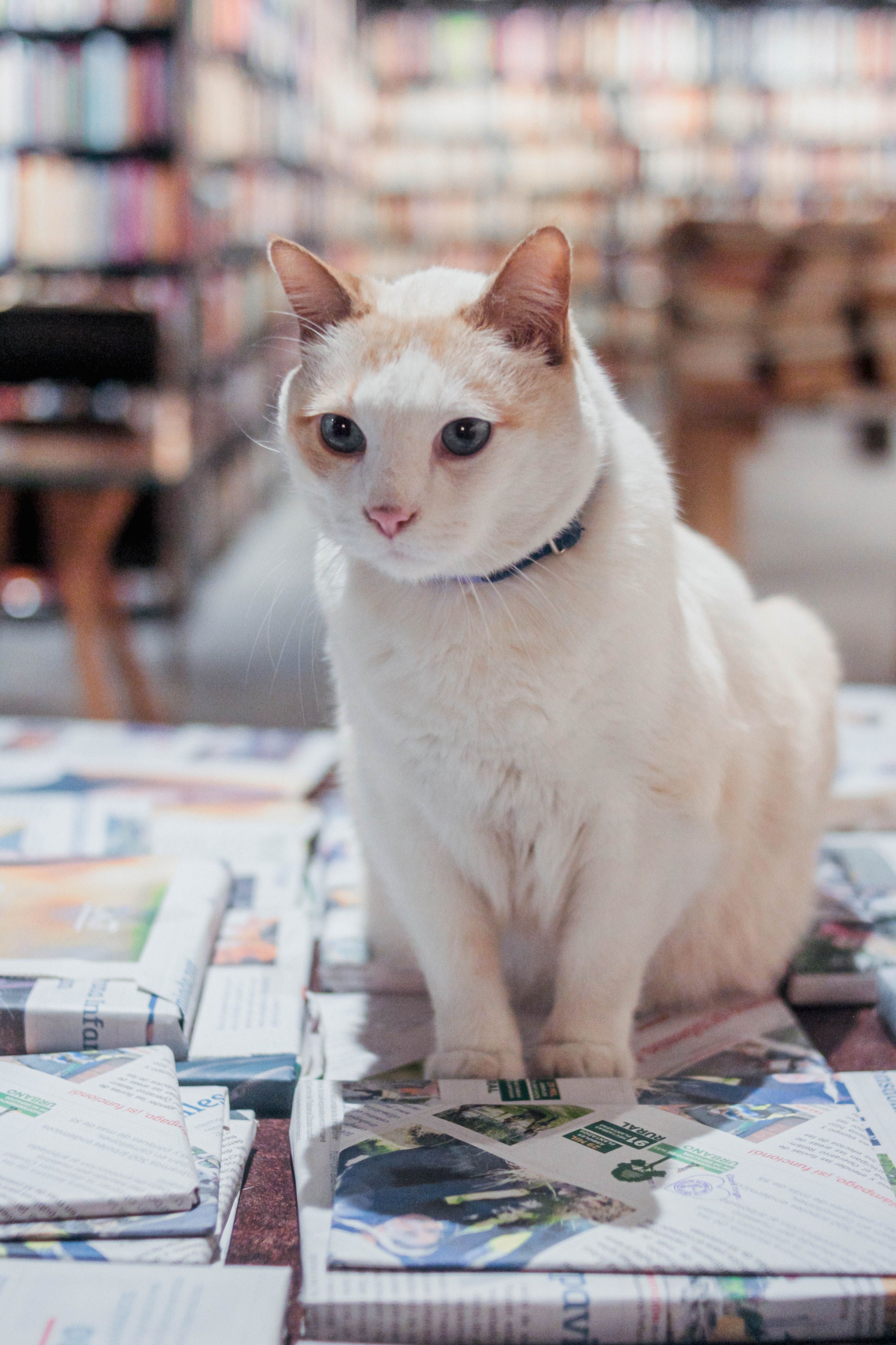 Charming Cat in Cozy Library Setting · Free Stock Photo