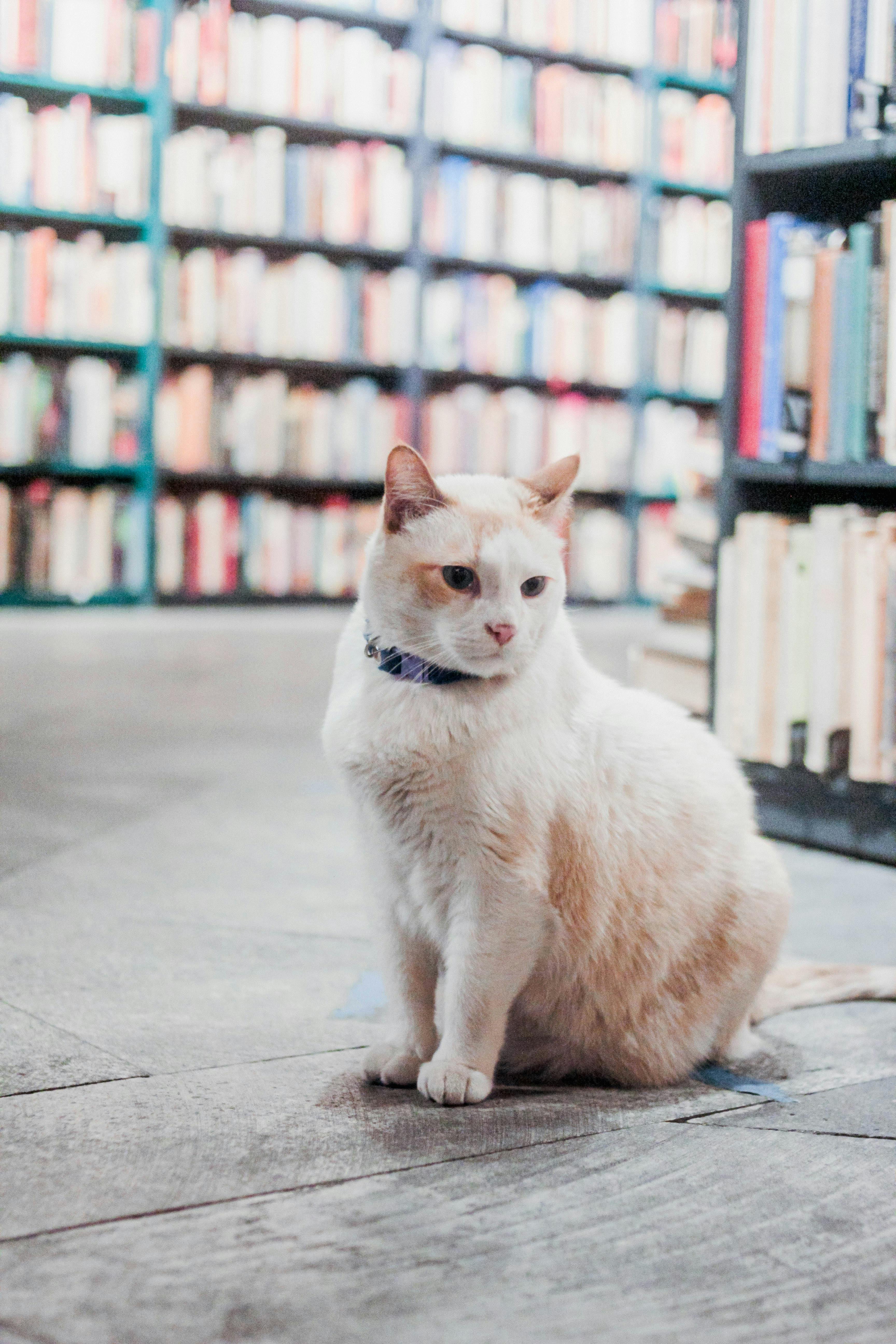 Cats In Libraries Photos, Download The BEST Free Cats In Libraries ...