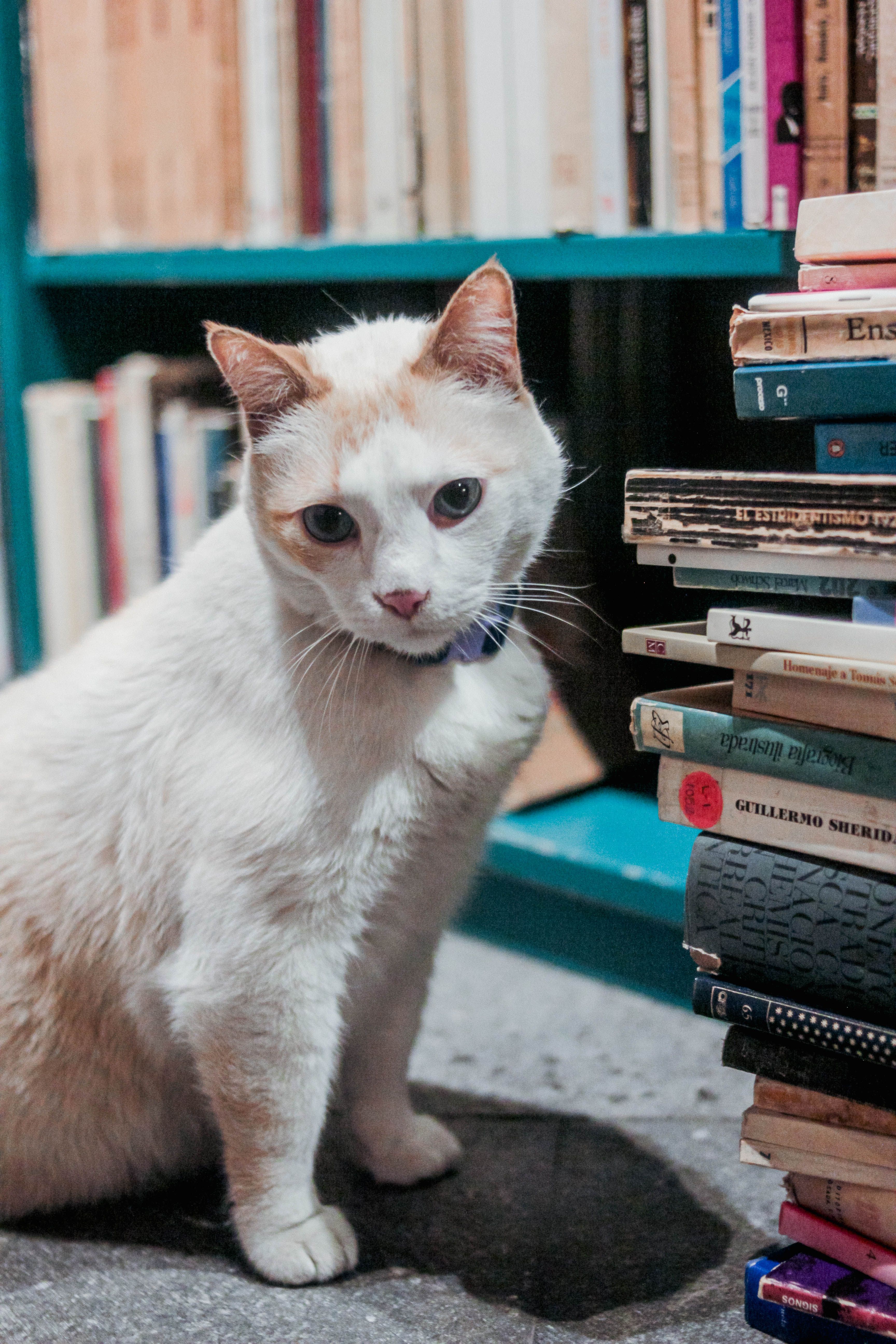 Gato Encantador En Una Biblioteca Con Libros Apilados · Foto de stock ...