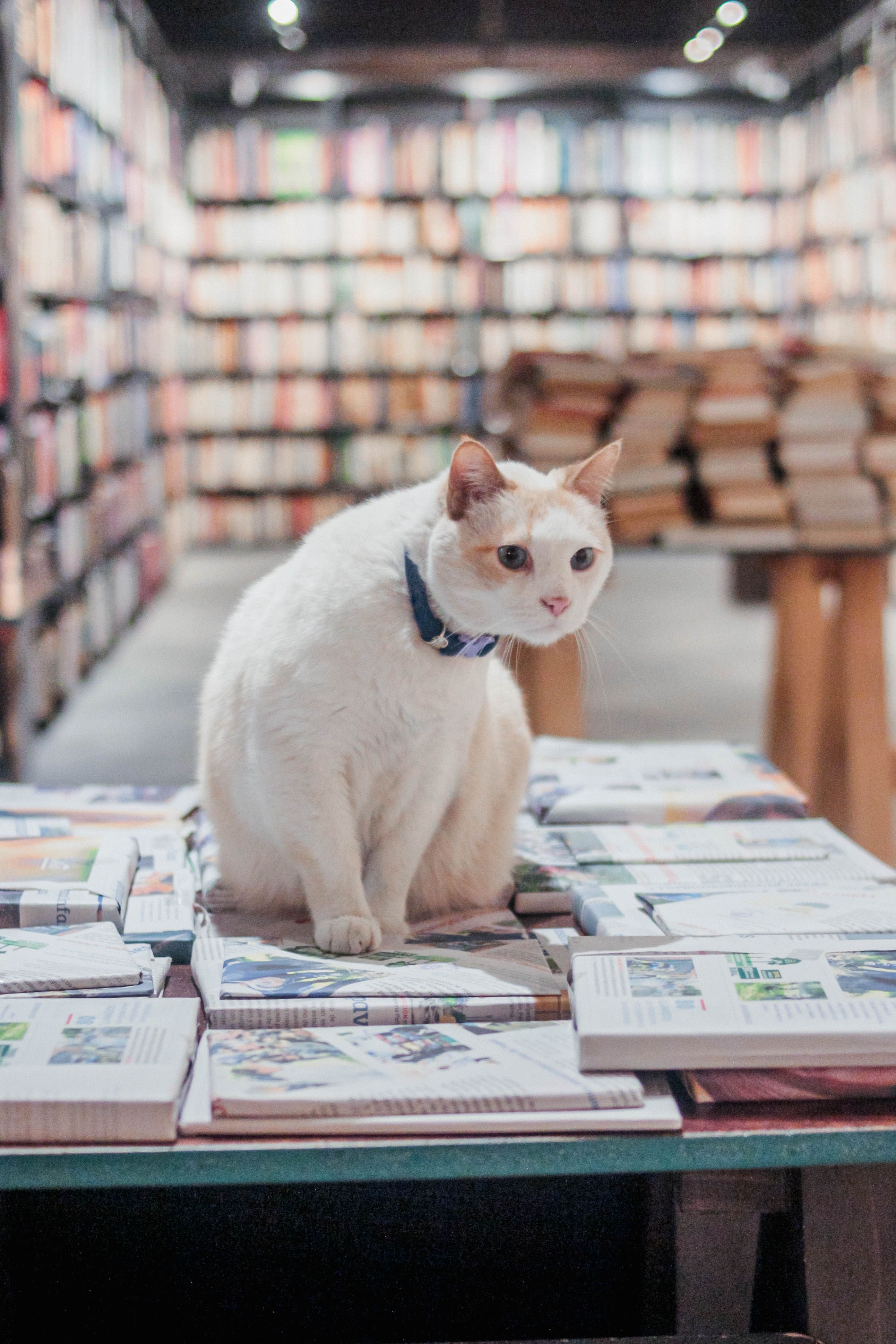 Adorable Cat in Cozy Bookstore Setting · Free Stock Photo