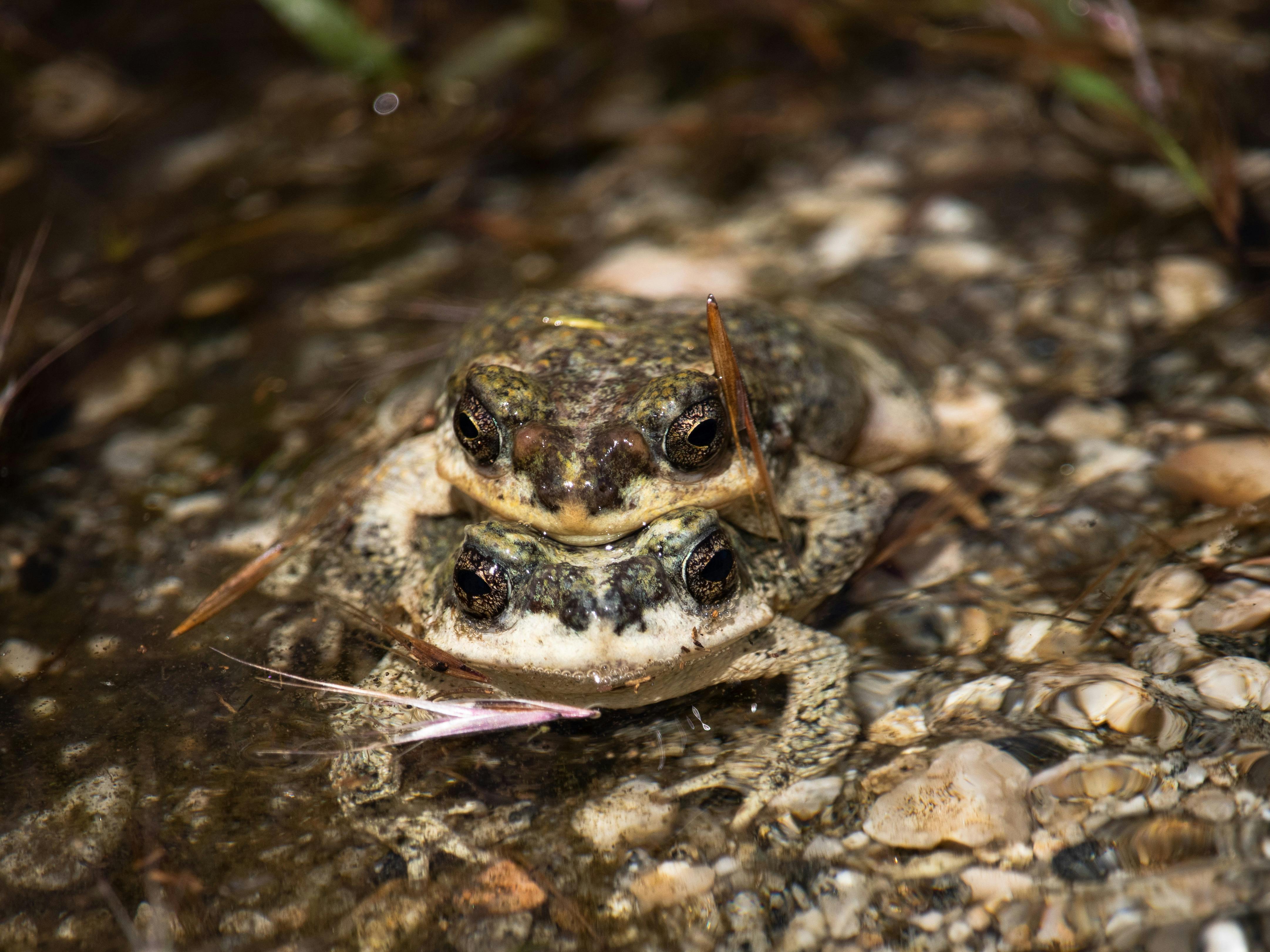 Close-up of Two Toads in Whitewater, CA · Free Stock Photo