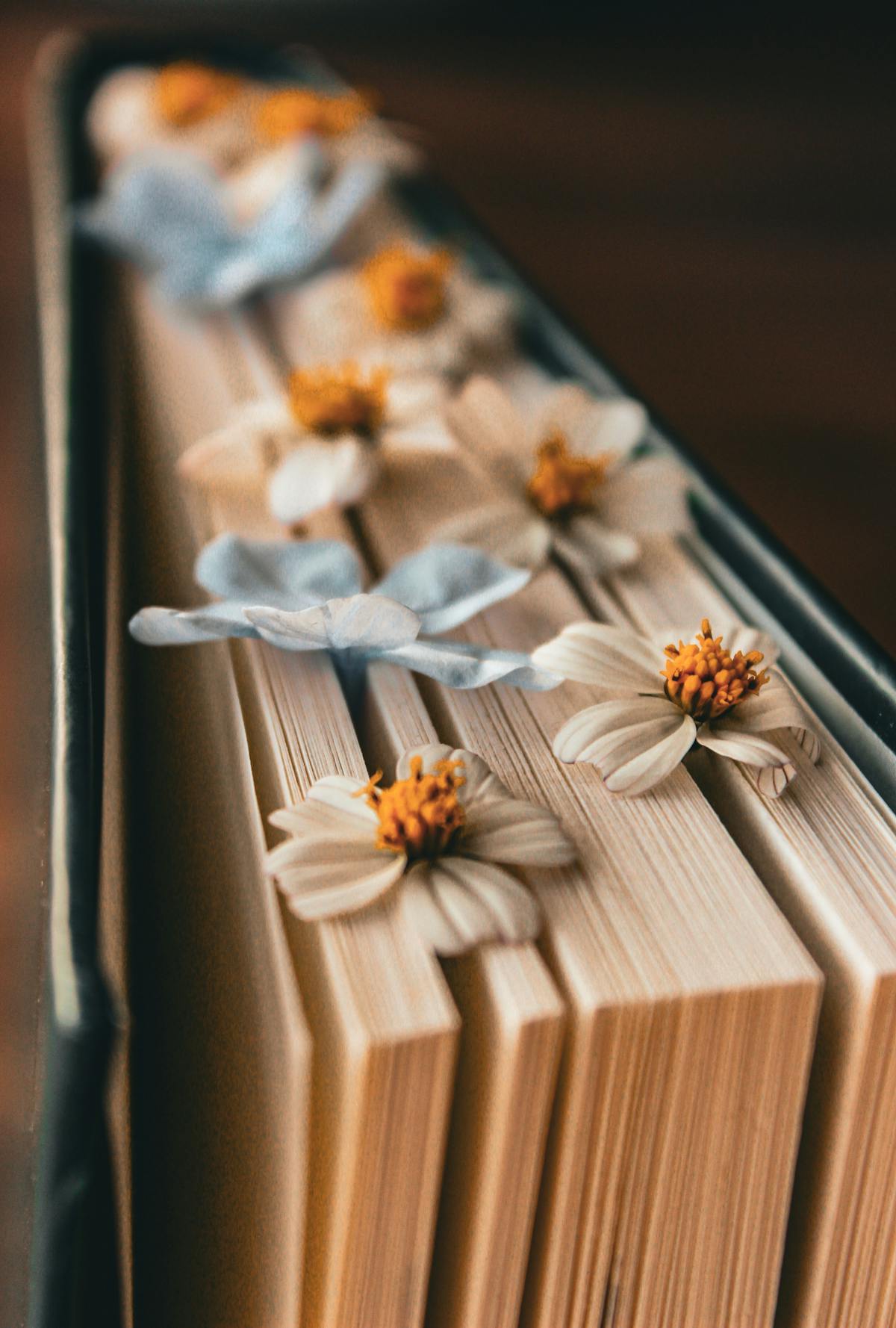 Pressed Flowers In A Book Photos, Download The BEST Free Pressed ...
