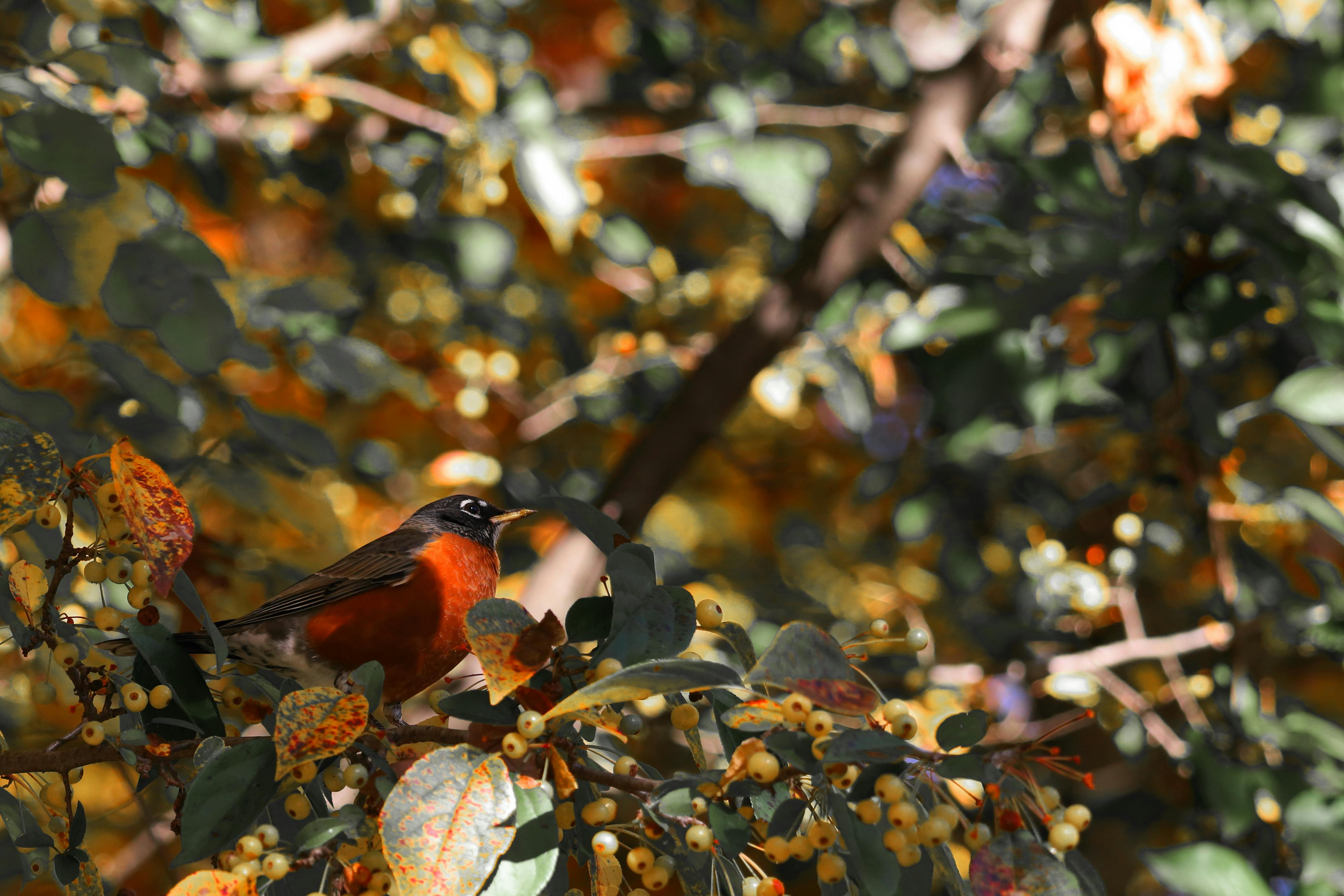 American Robin in Autumnal Foliage · Free Stock Photo