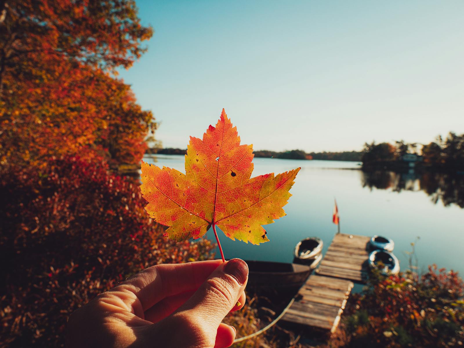 Autumn Leaf Photos, Download The BEST Free Autumn Leaf Stock Photos ...