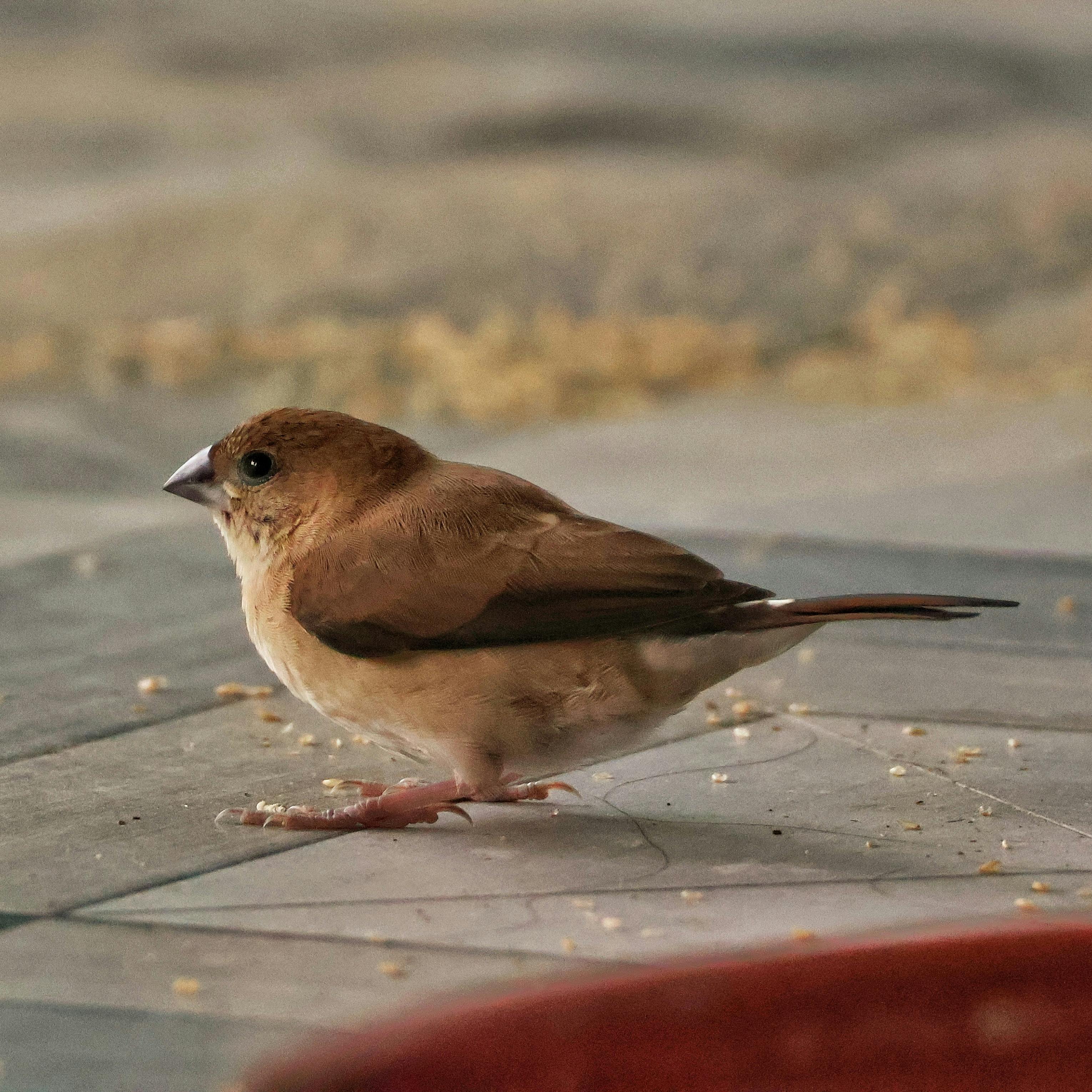 Close-up of Indian Silverbill Bird on Ground · Free Stock Photo