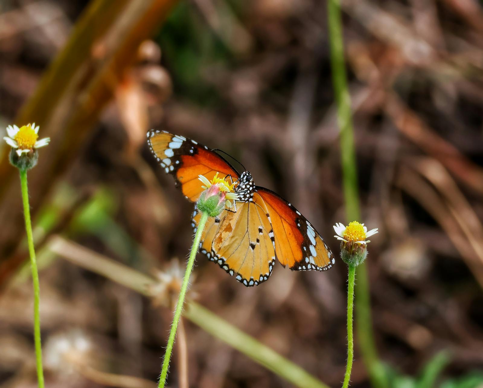 Monarch Photos, Download The BEST Free Monarch Stock Photos & HD Images