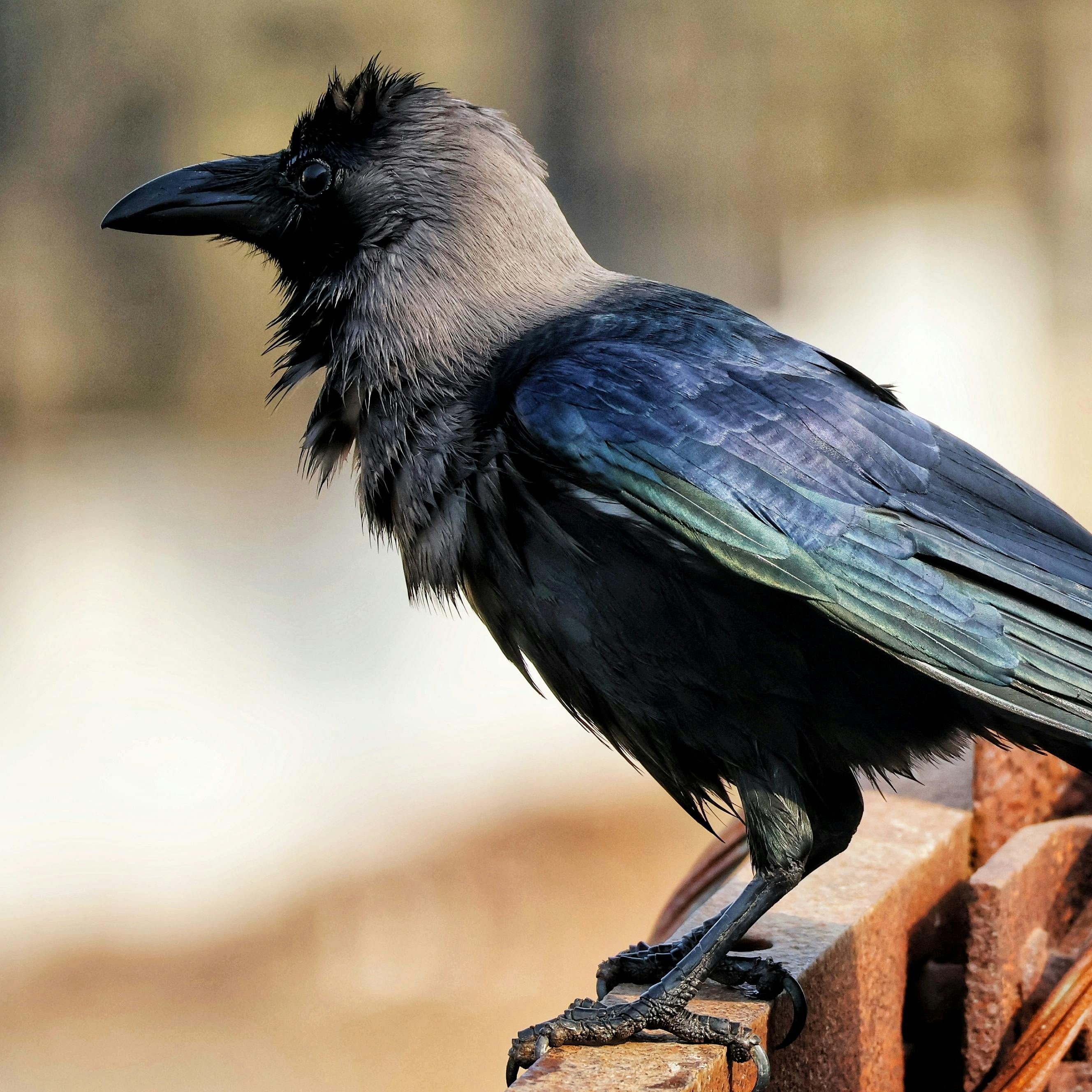 Shallow Photography on Black Crow · Free Stock Photo