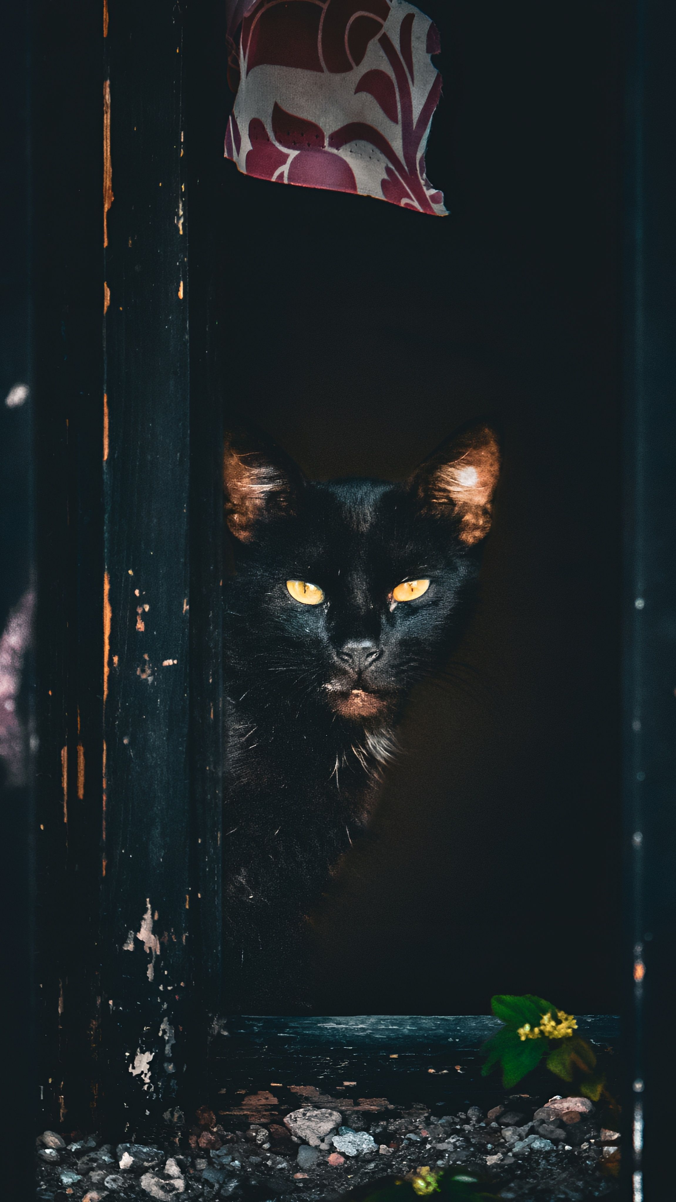 Kucing Hitam Yang Sedang Bersuasana Hati Mengintip Melalui Bingkai ...