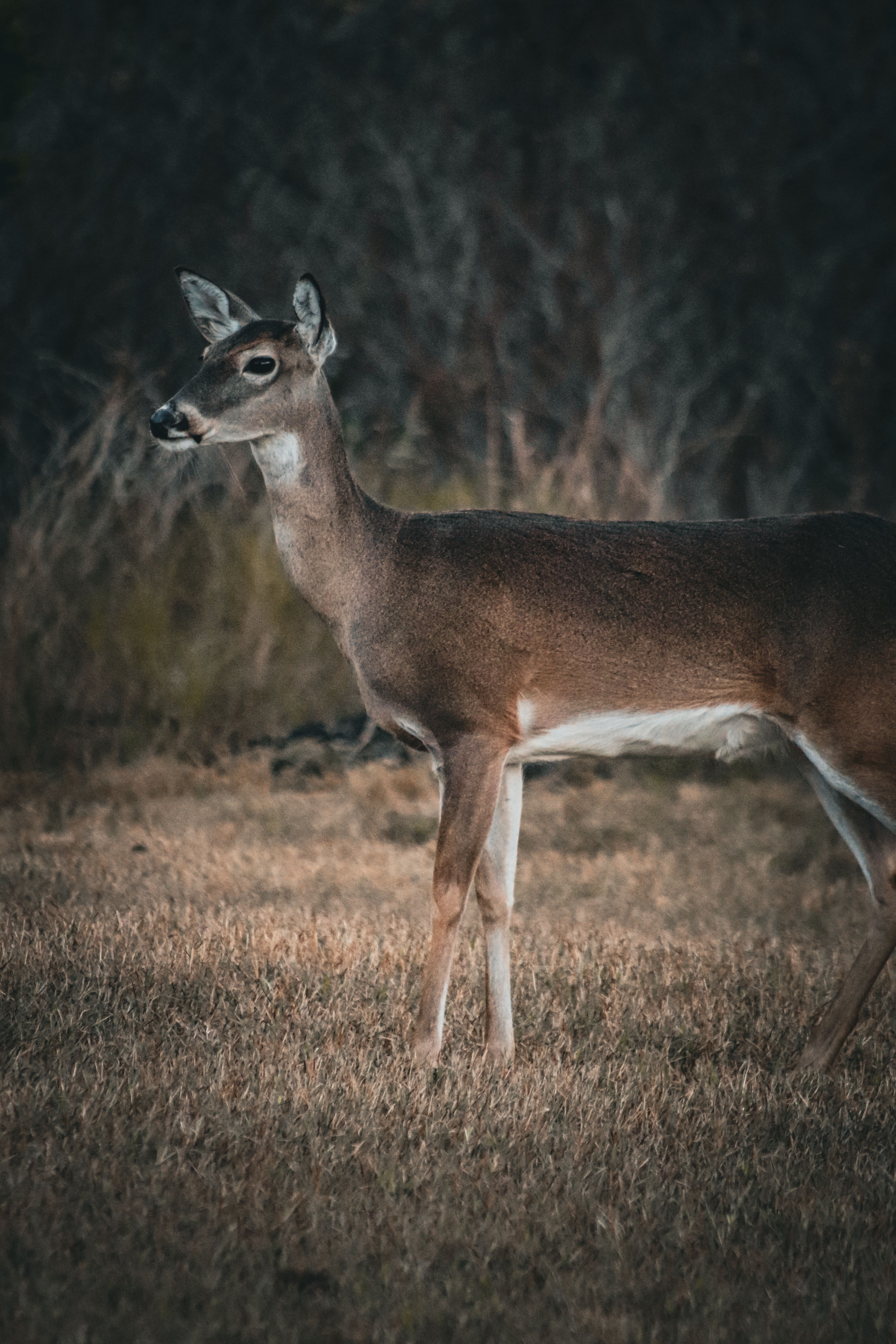 Deer in Natural Habitat at Dusk · Free Stock Photo