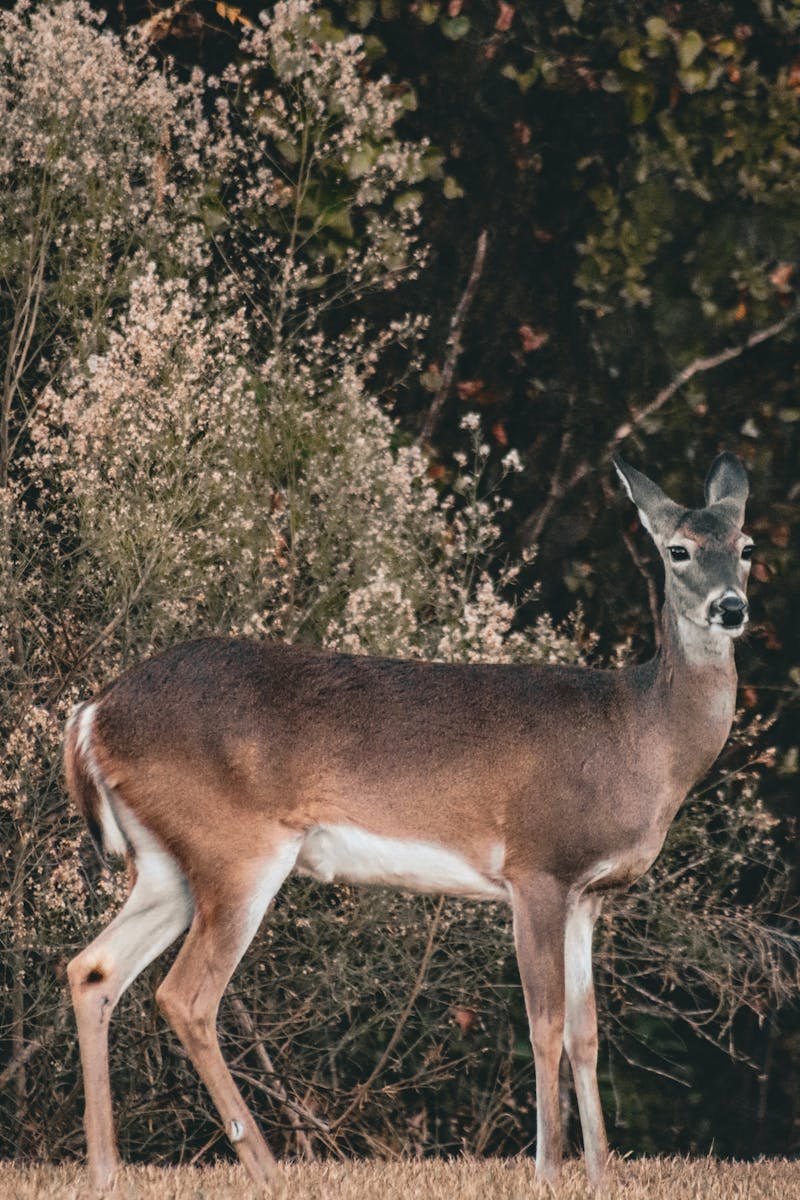Deer. Photos, Download The BEST Free Deer. Stock Photos & HD Images