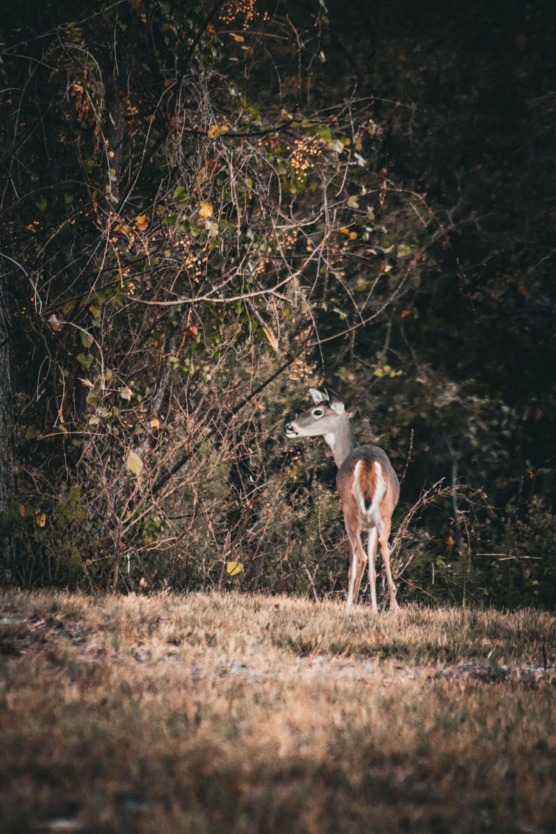 Deer. Photos, Download The BEST Free Deer. Stock Photos & HD Images