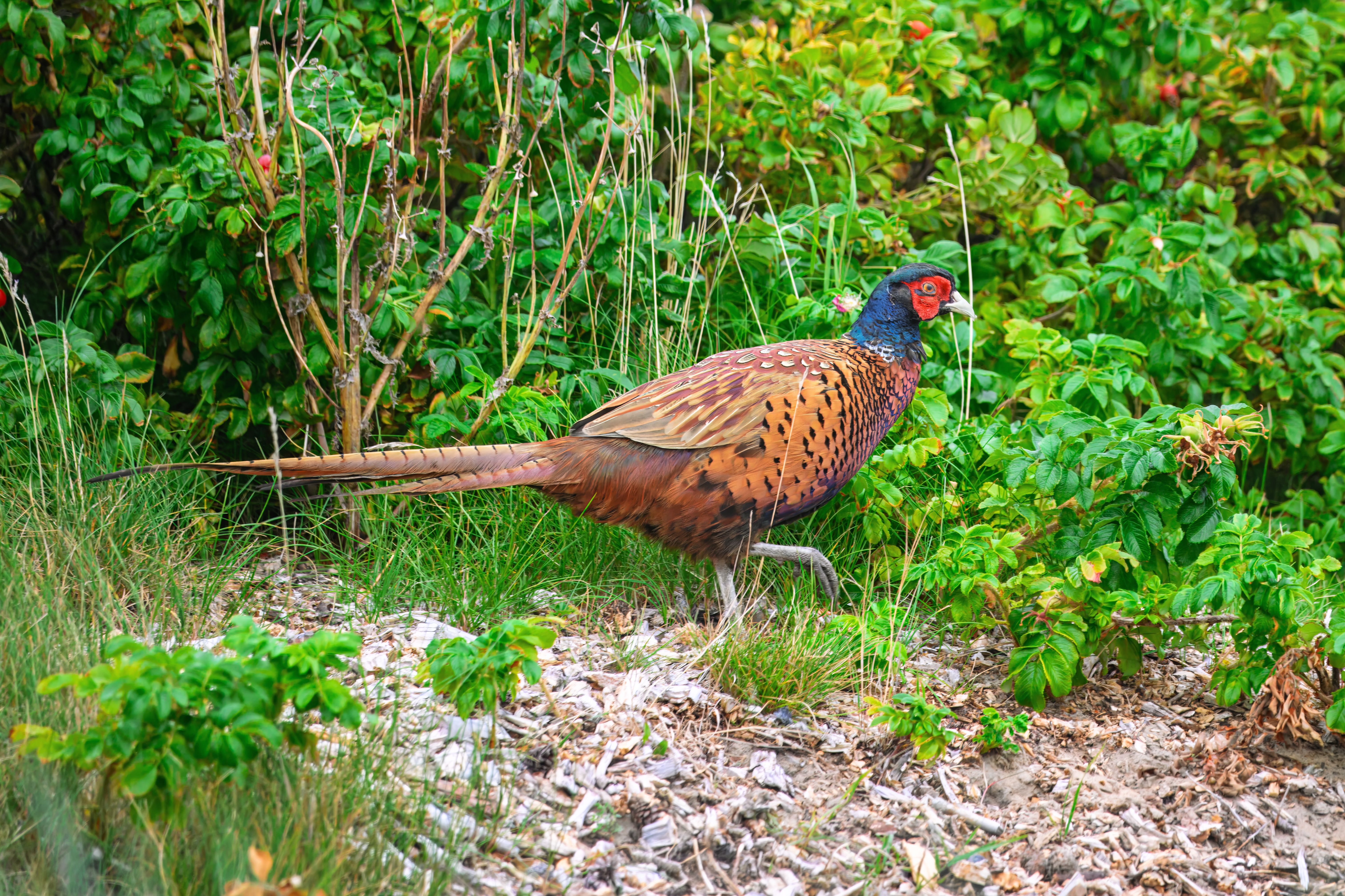 Colorful Common Pheasant in Lush Greenery Outdoors · Free Stock Photo