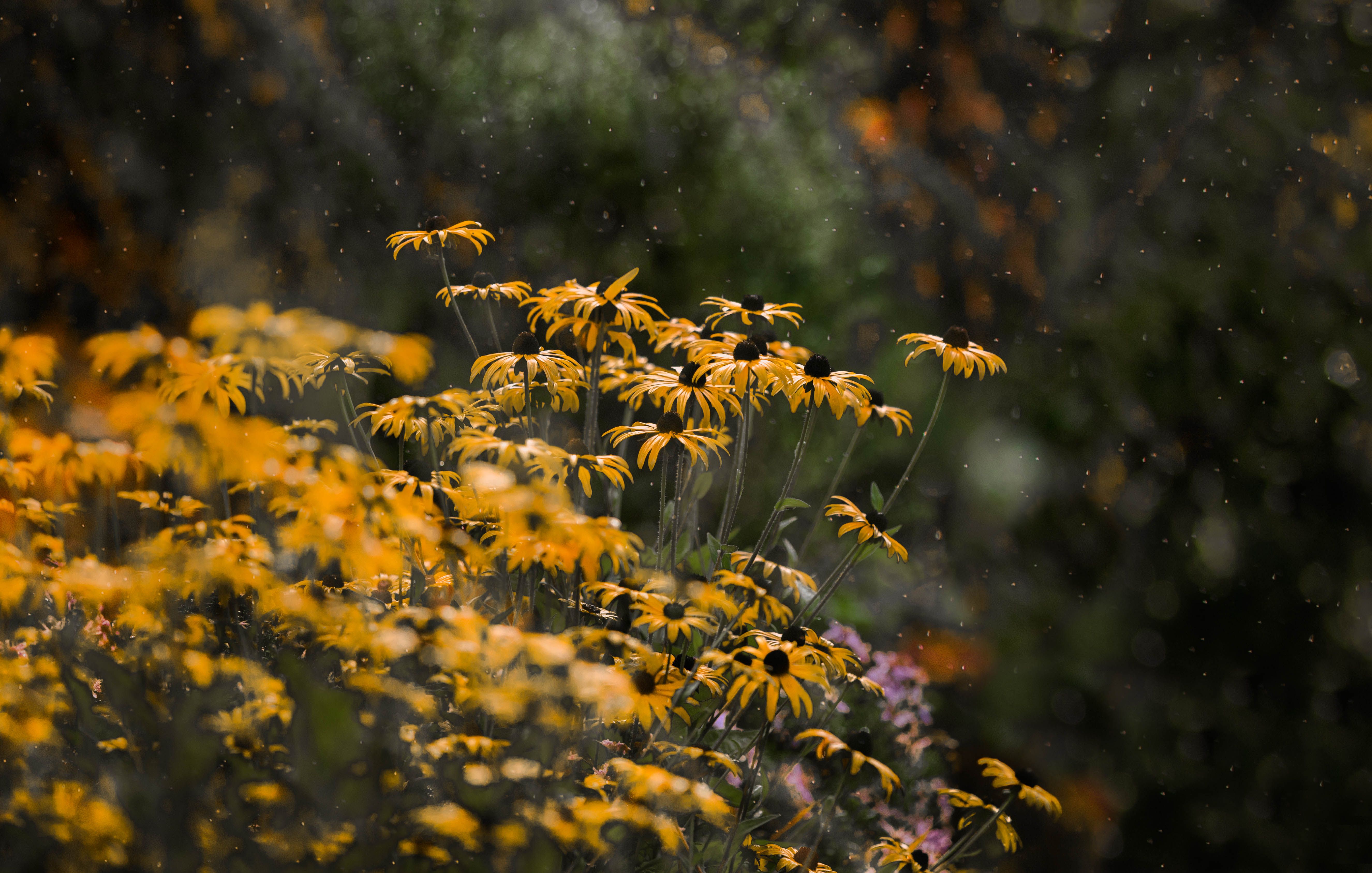 Rain On Wild Flowers Photos, Download The BEST Free Rain On Wild ...