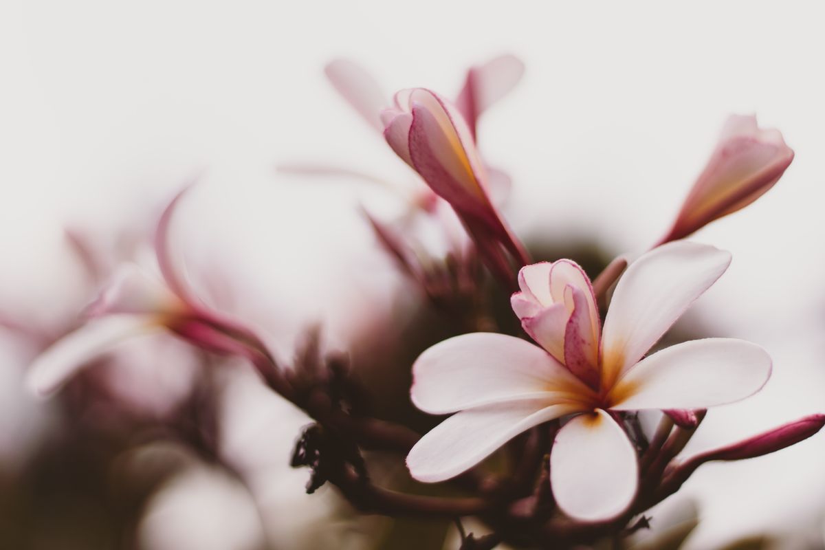 Magnolia Photos, Download The BEST Free Magnolia Stock Photos & HD Images