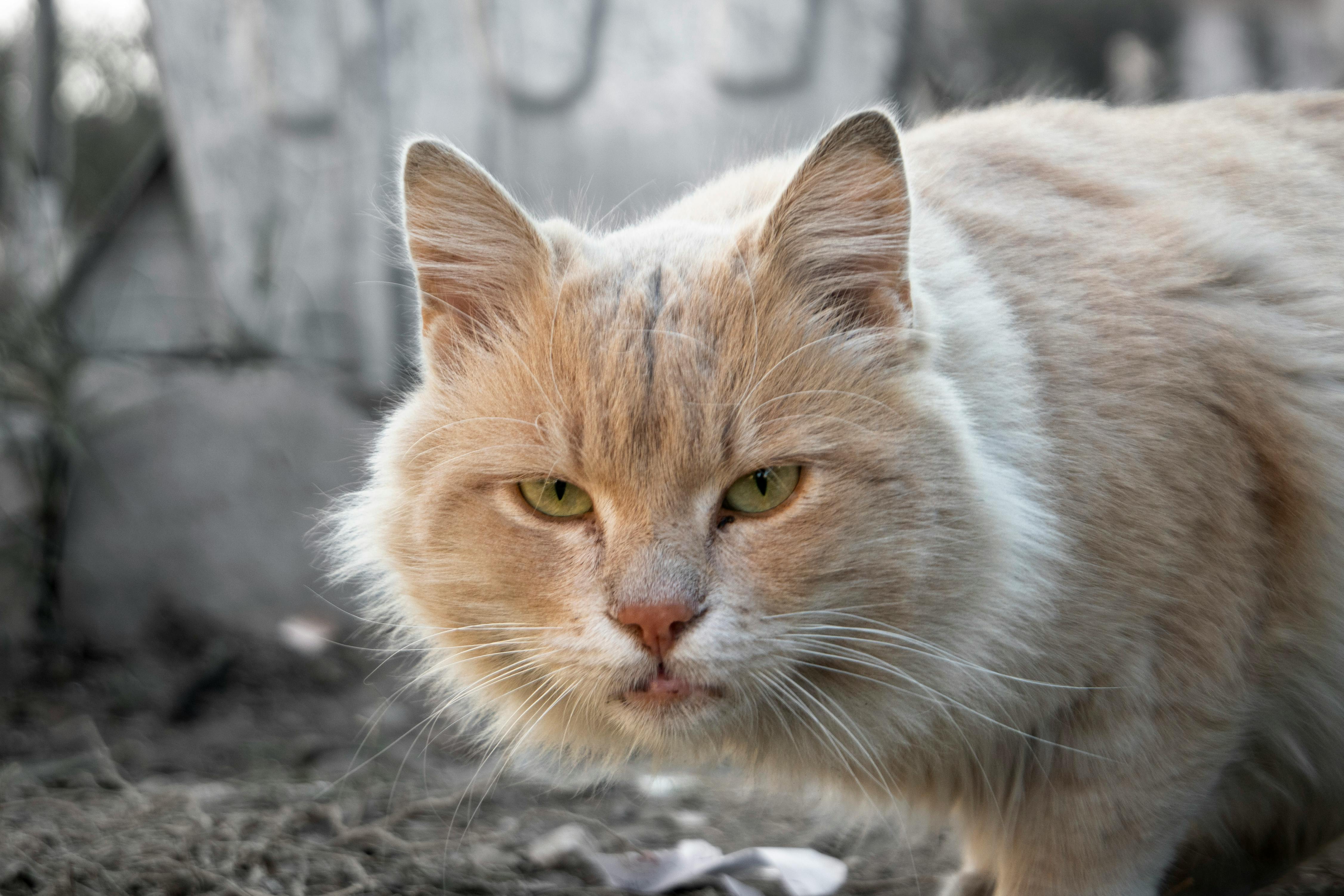 Close-Up Portrait of a Fluffy Yellow Tabby Cat · Free Stock Photo