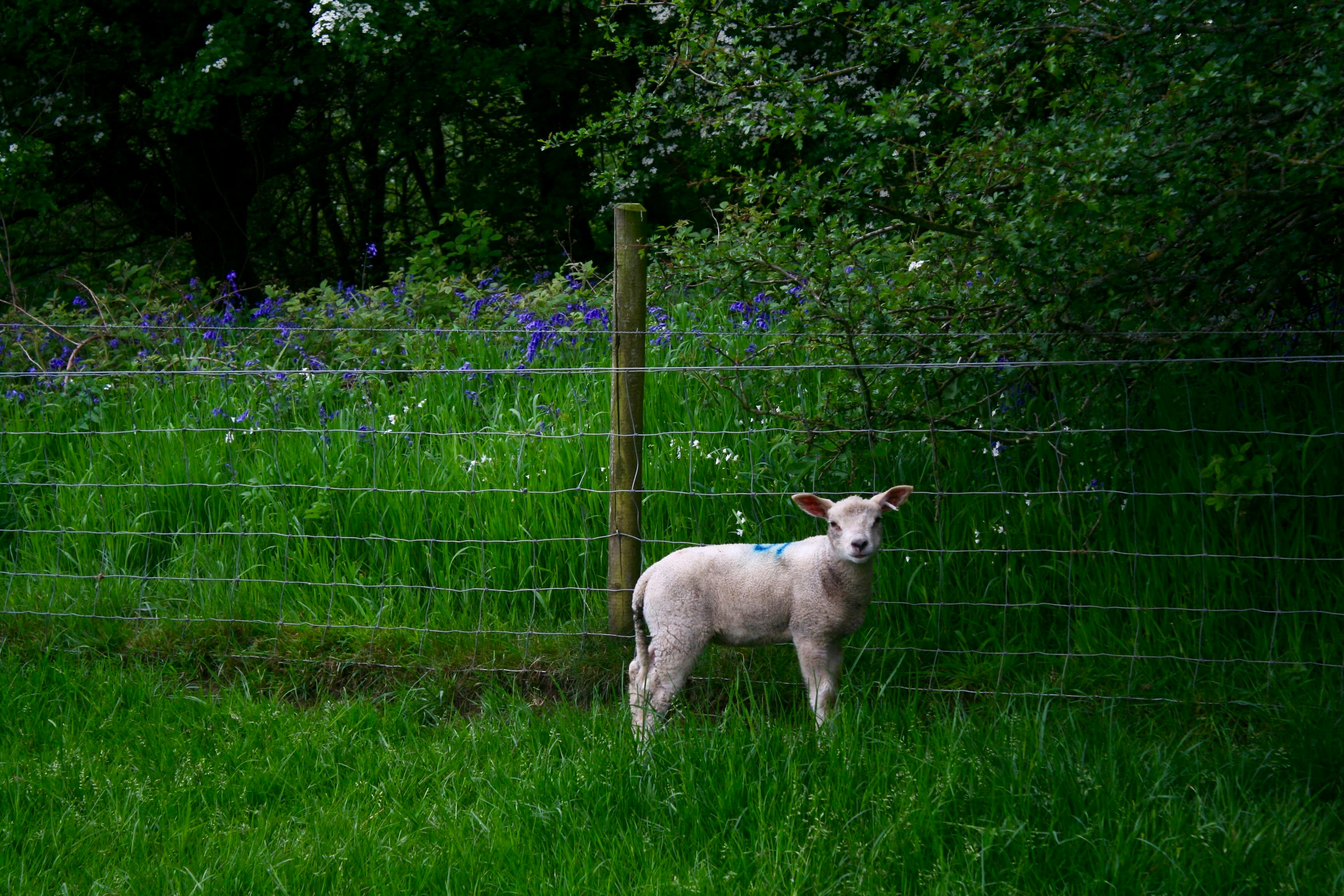 Spring Lamb Grazing in Castleton Countryside · Free Stock Photo