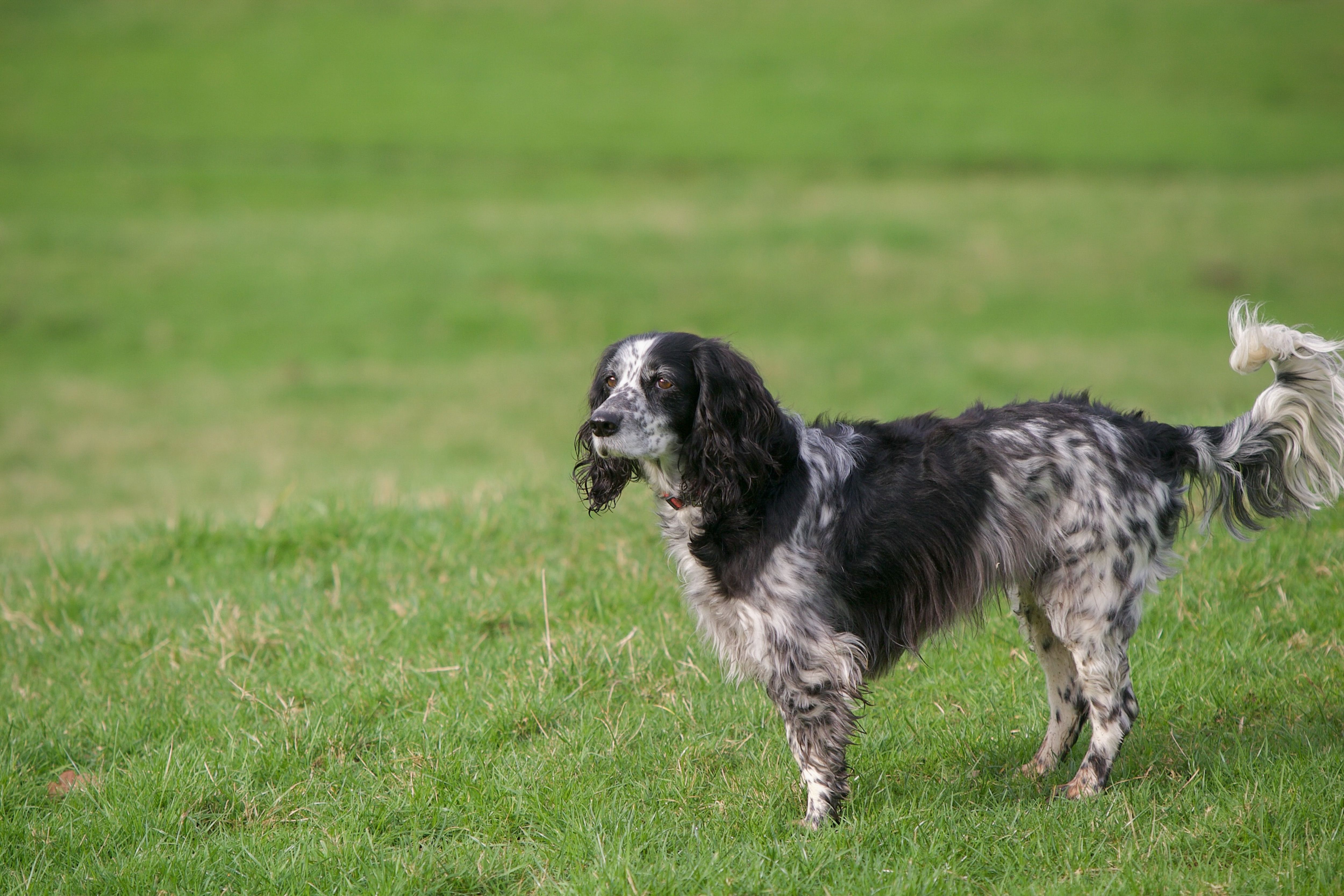English Setter Dog in Lush Green Field · Free Stock Photo