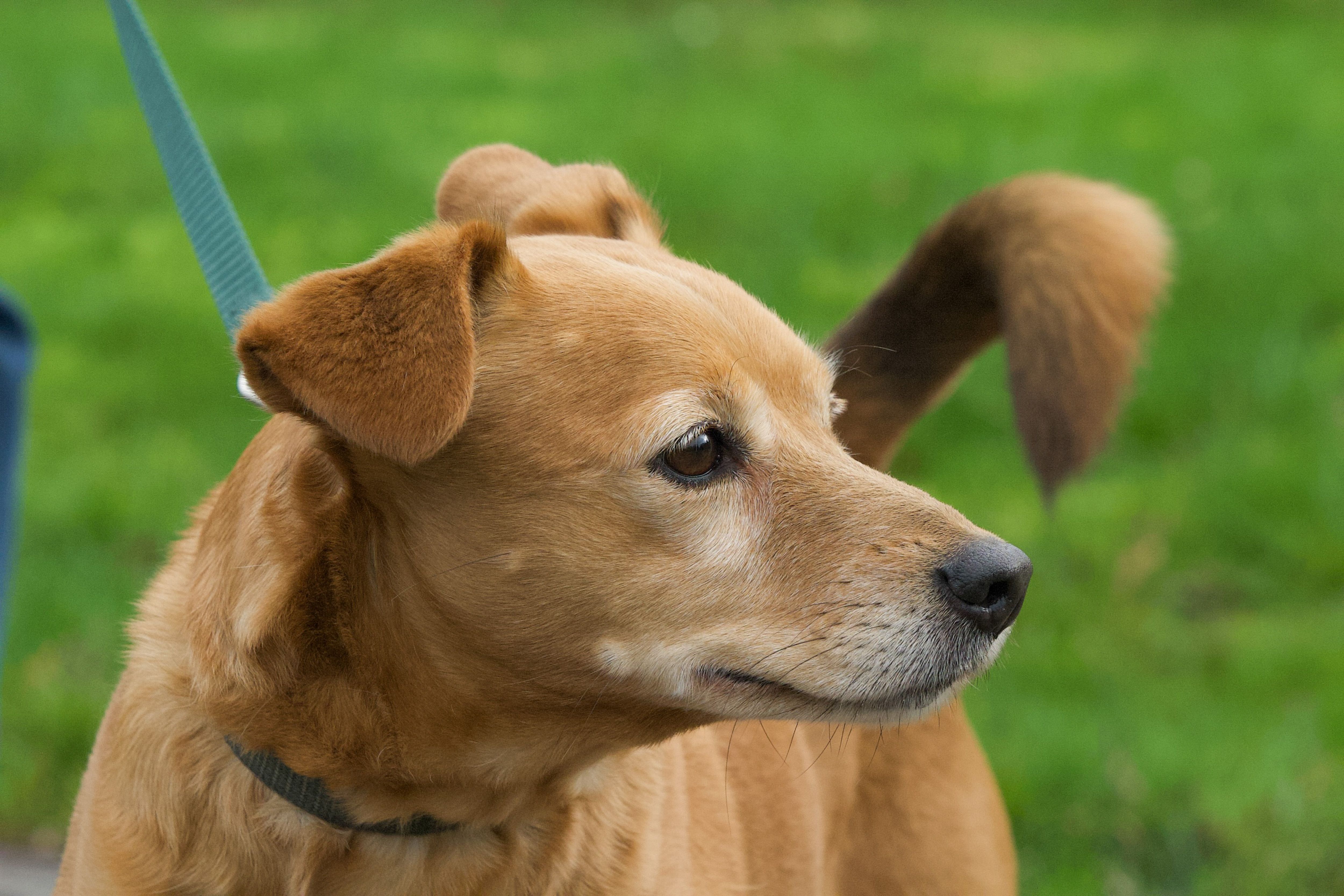 Acer Dog Photos, Download The BEST Free Acer Dog Stock Photos & HD Images