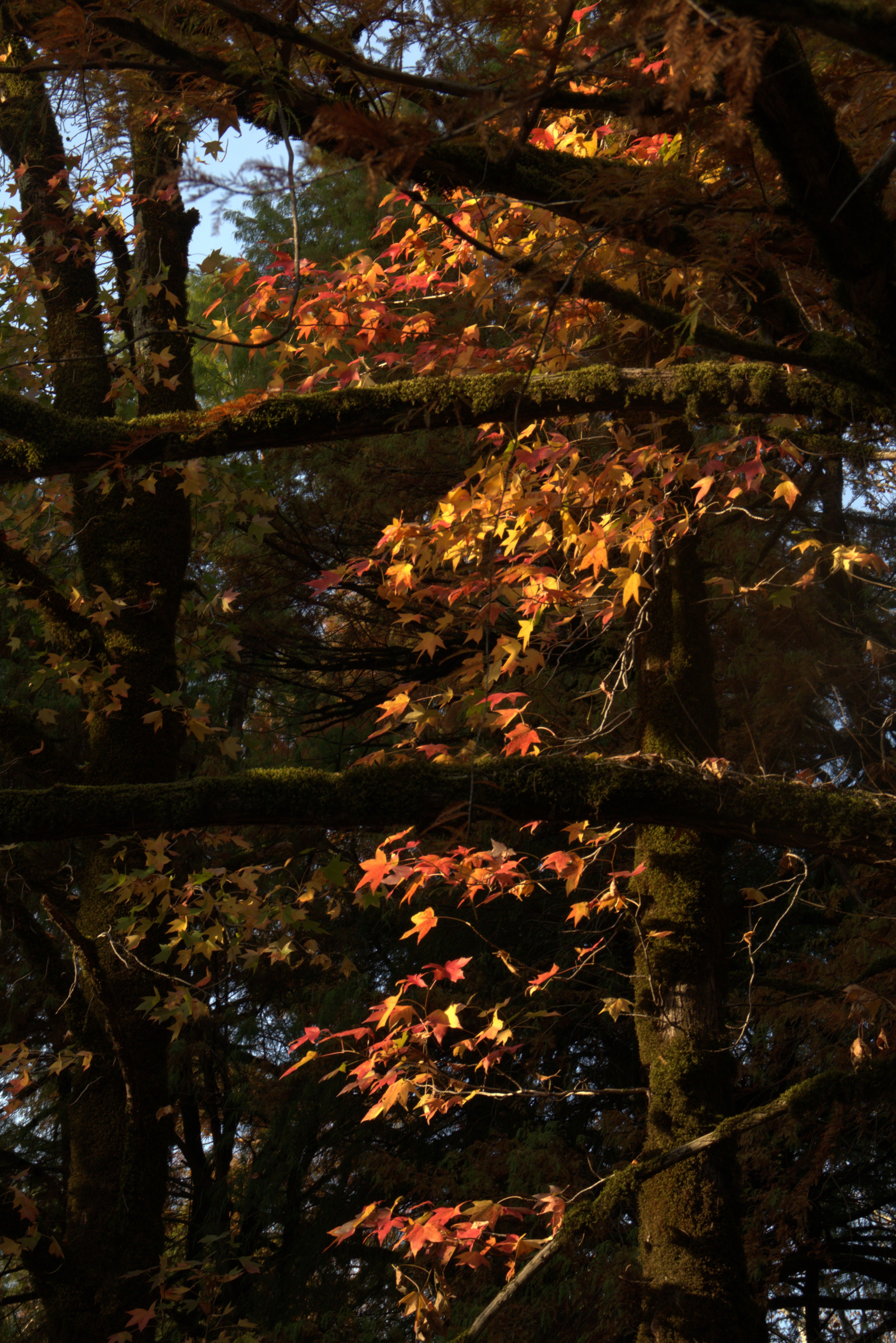Autumn Leaves in a Sunlit Forest in Georgia · Free Stock Photo