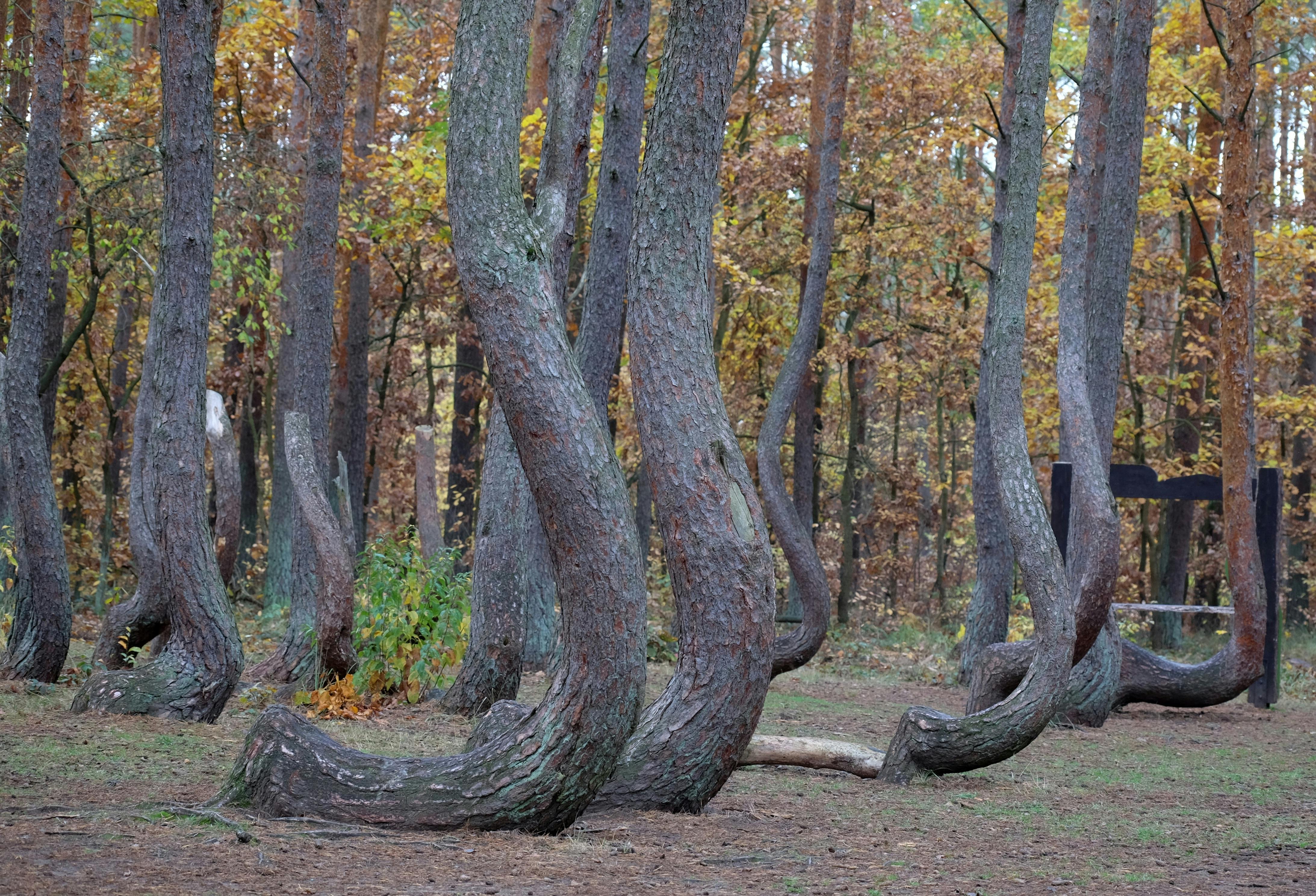 Twisted Trees in Unique Forest Landscape · Free Stock Photo