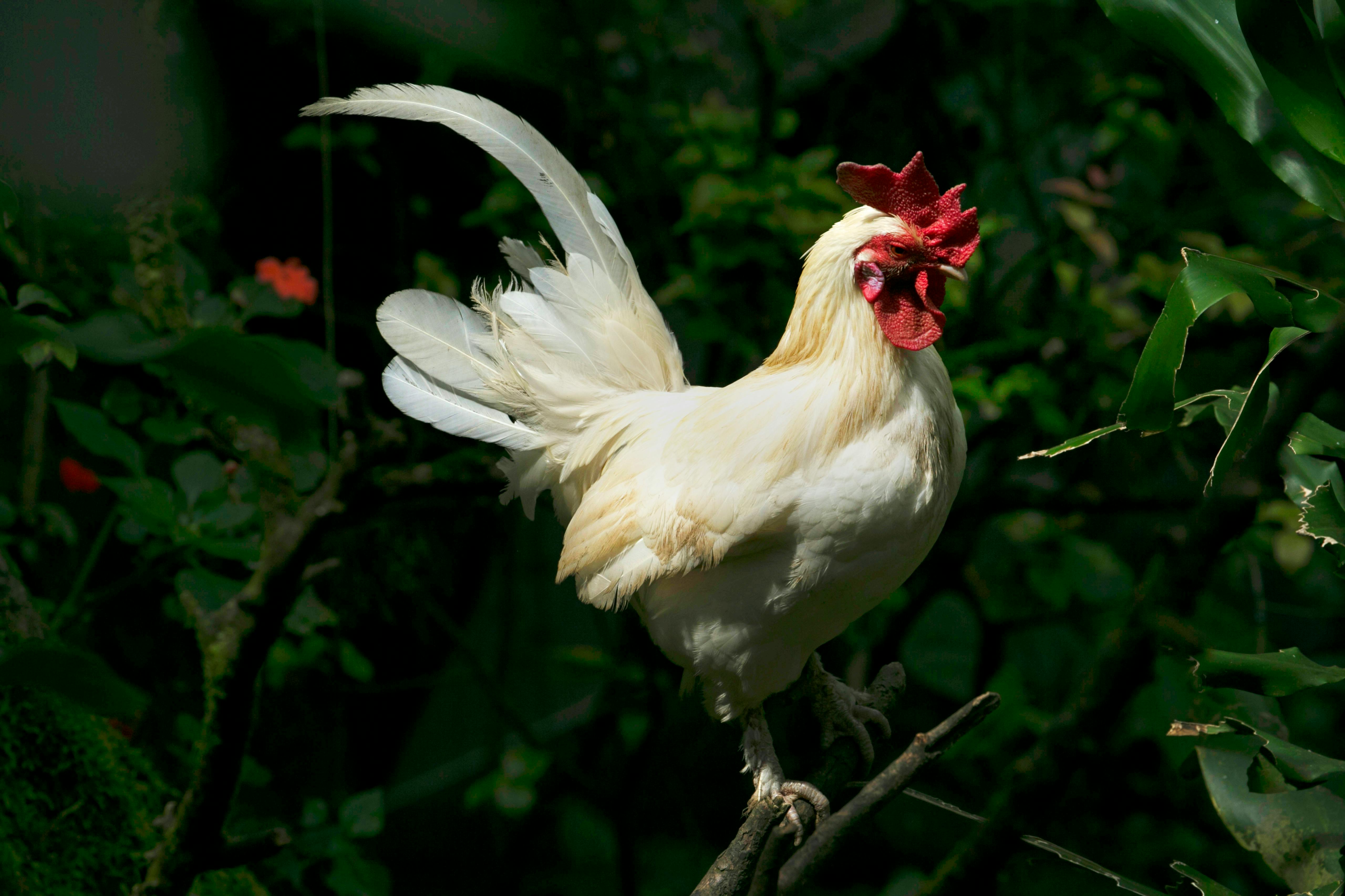 White Rooster Perched on Branch in Lush Green Foliage · Free Stock Photo