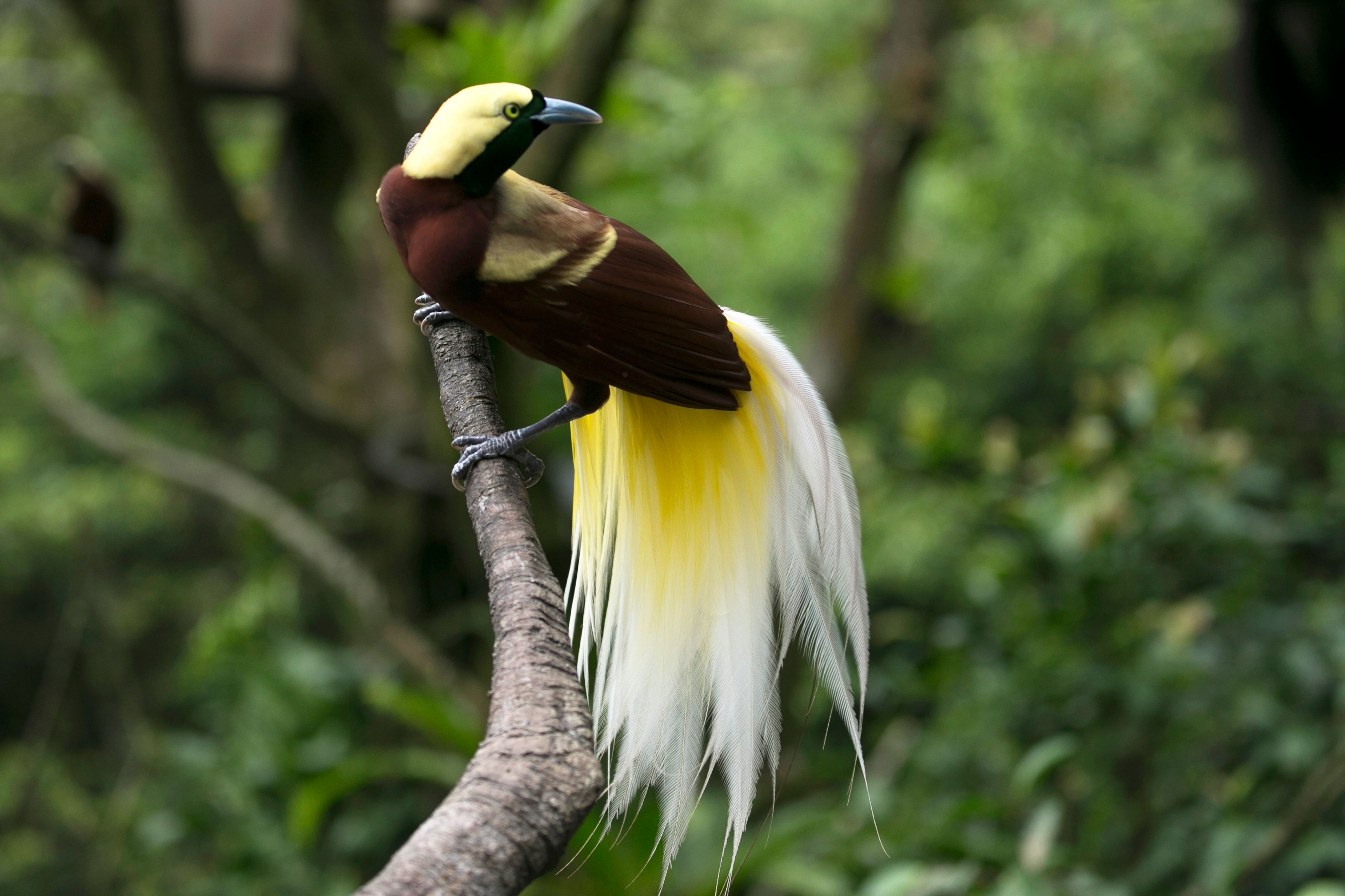 Paradisaea Minor Bird Photos, Download The BEST Free Paradisaea Minor ...