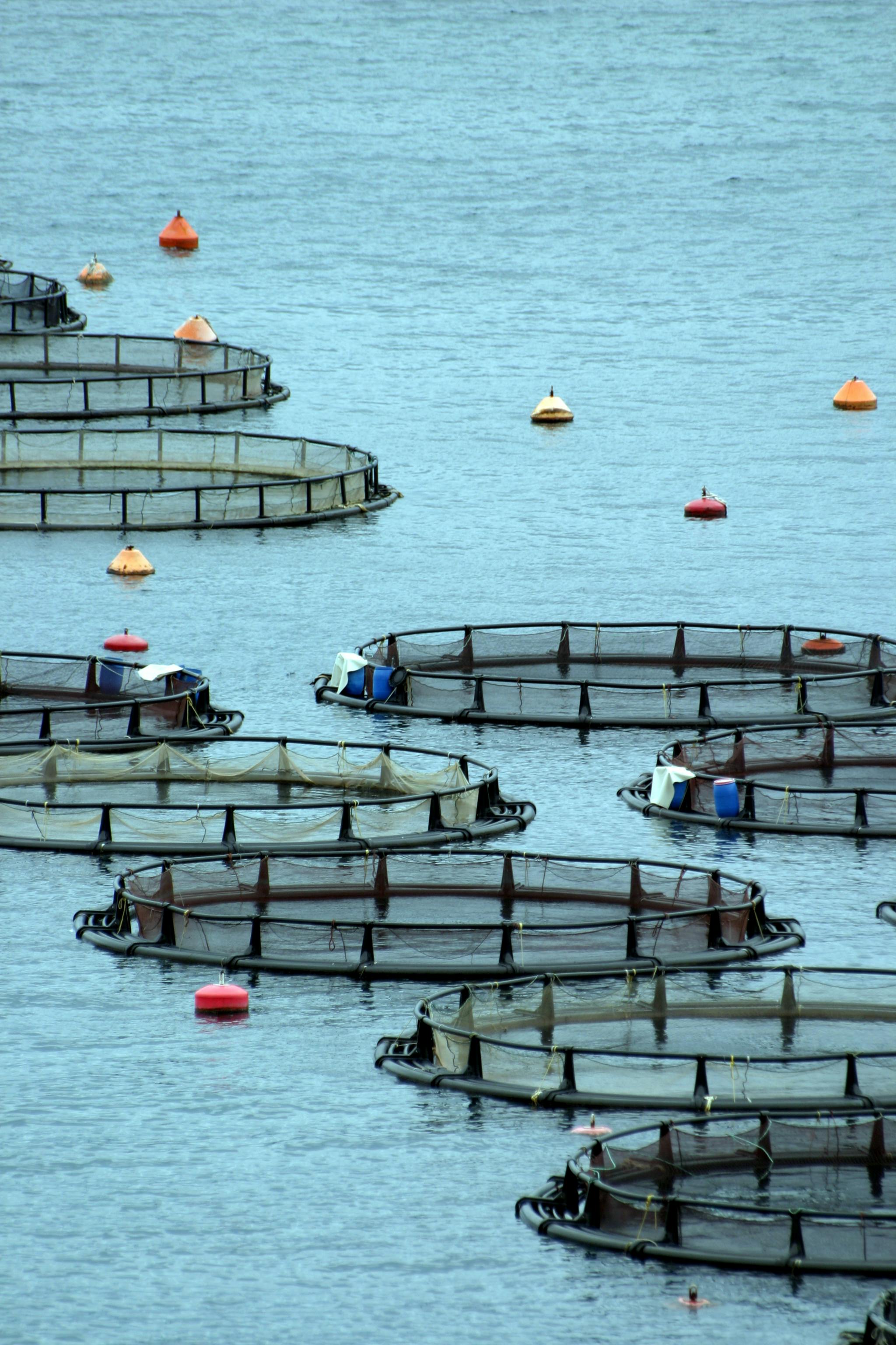 Acuicultura Y Cría De Peces En Aguas De Grecia · Foto de stock gratuita