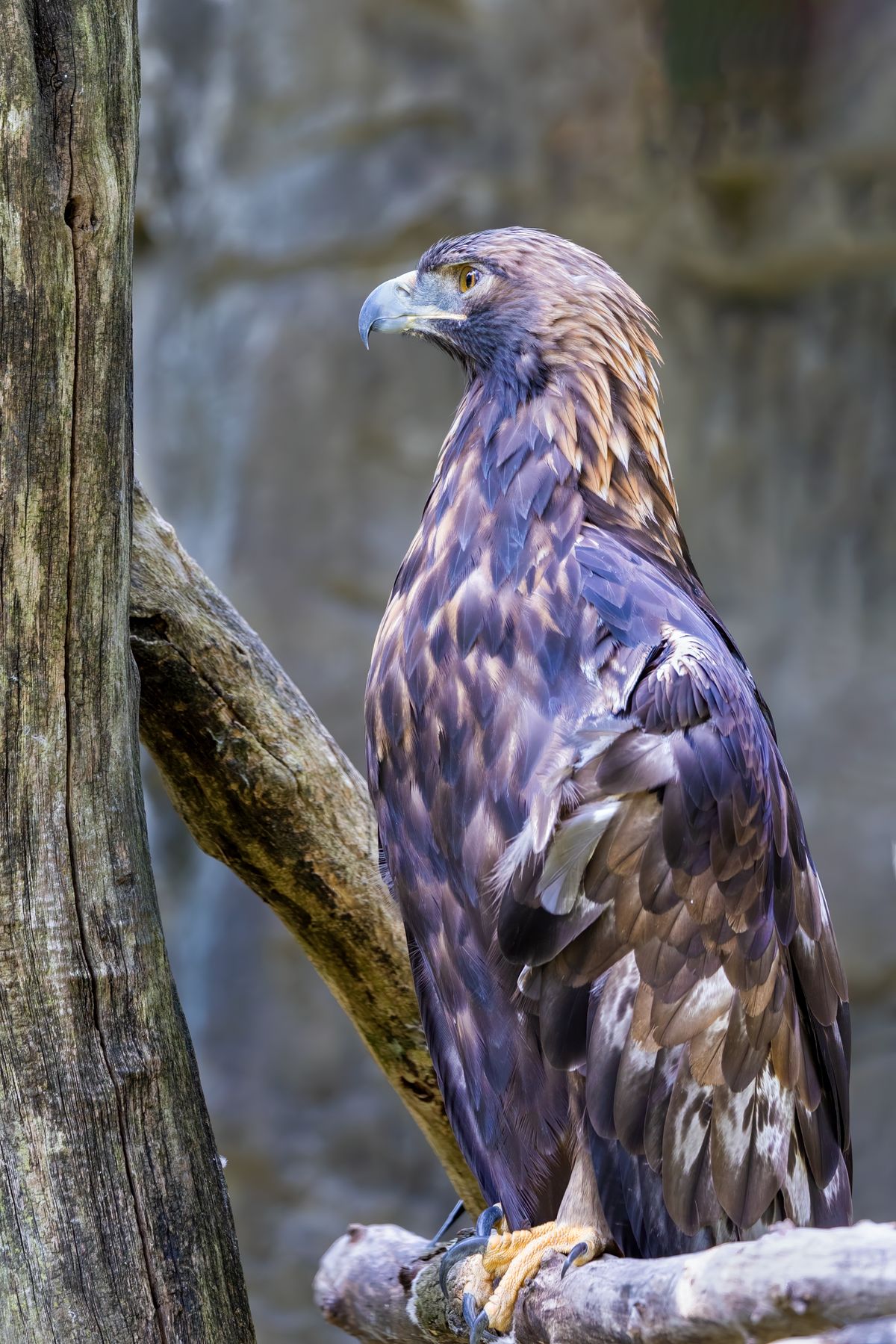 8k Wallpaper Eagle Animation Photos, Download The BEST Free 8k ...