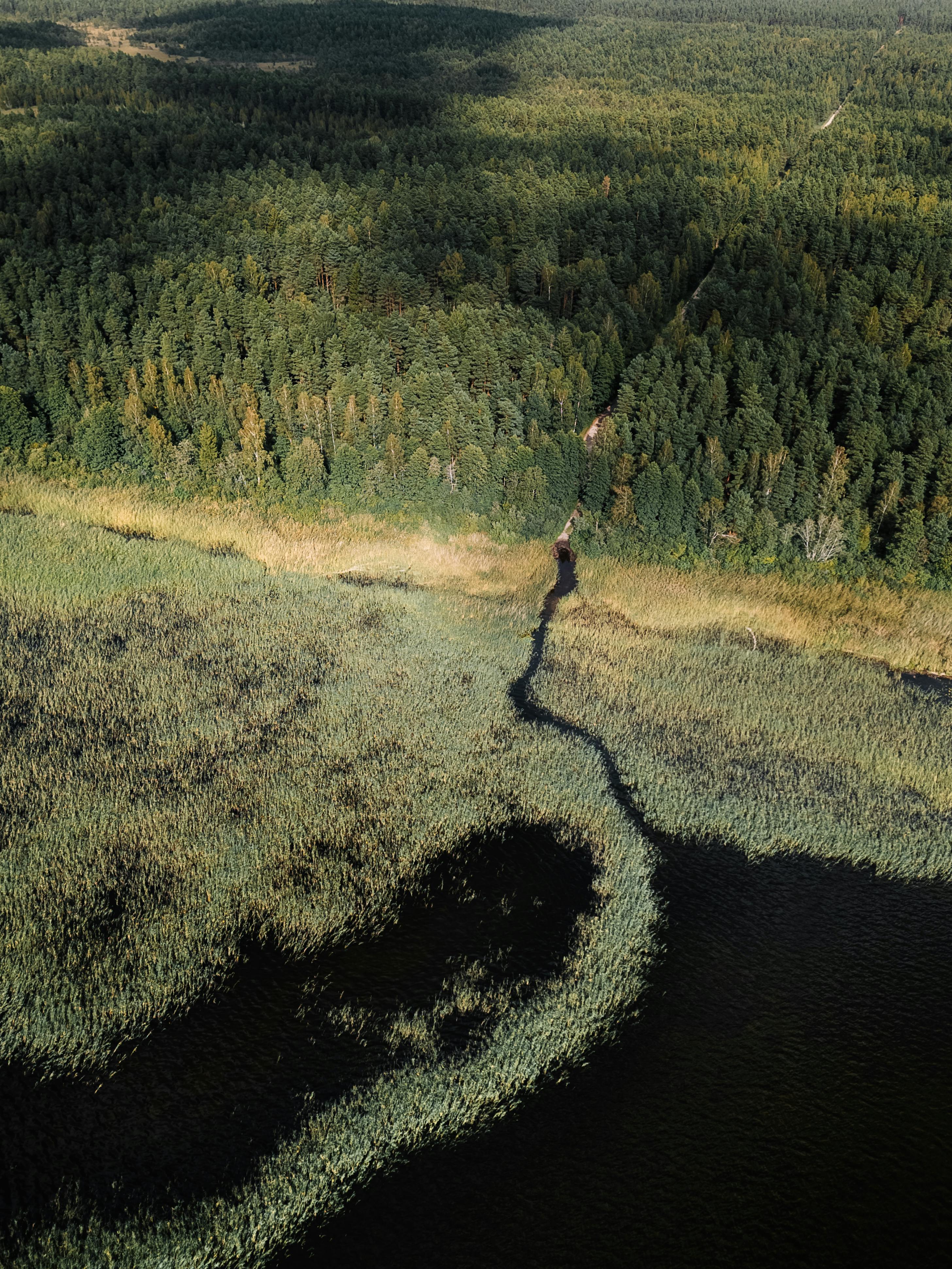 Tree Line Photos, Download The BEST Free Tree Line Stock Photos & HD Images