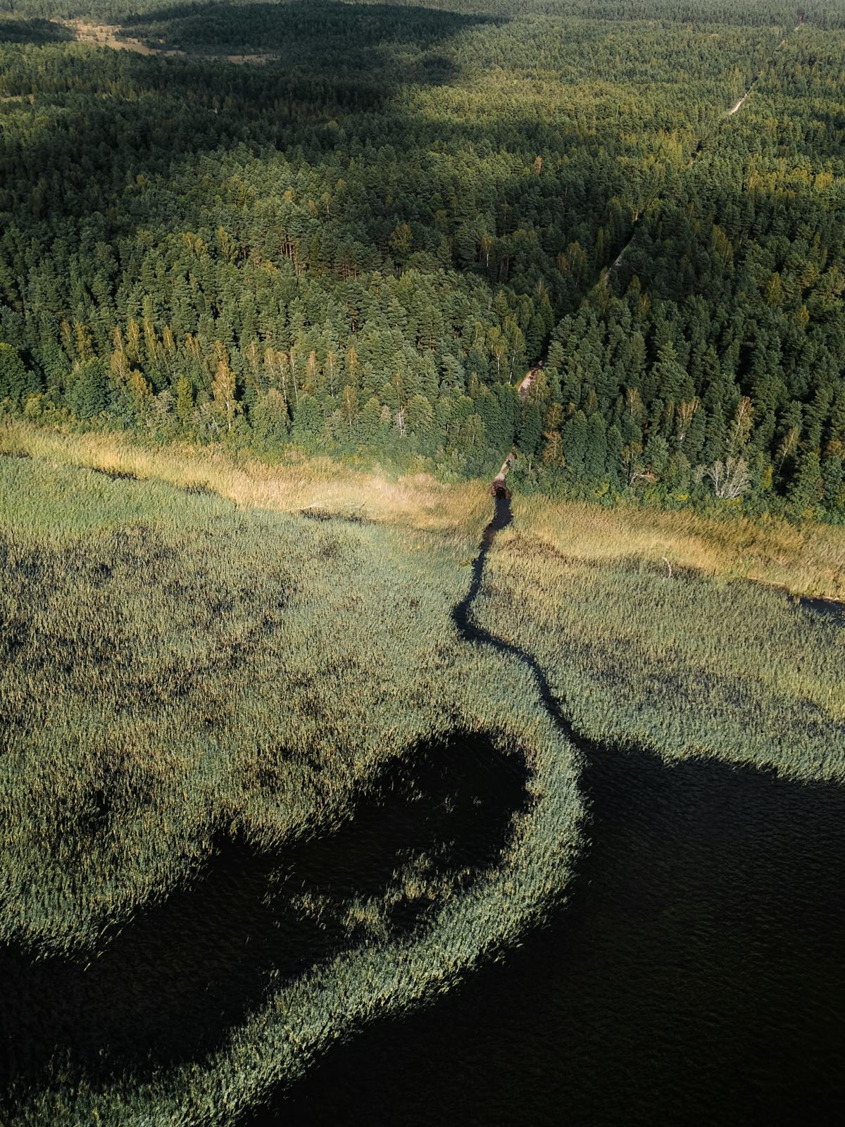 Tree Line Photos, Download The BEST Free Tree Line Stock Photos & HD Images