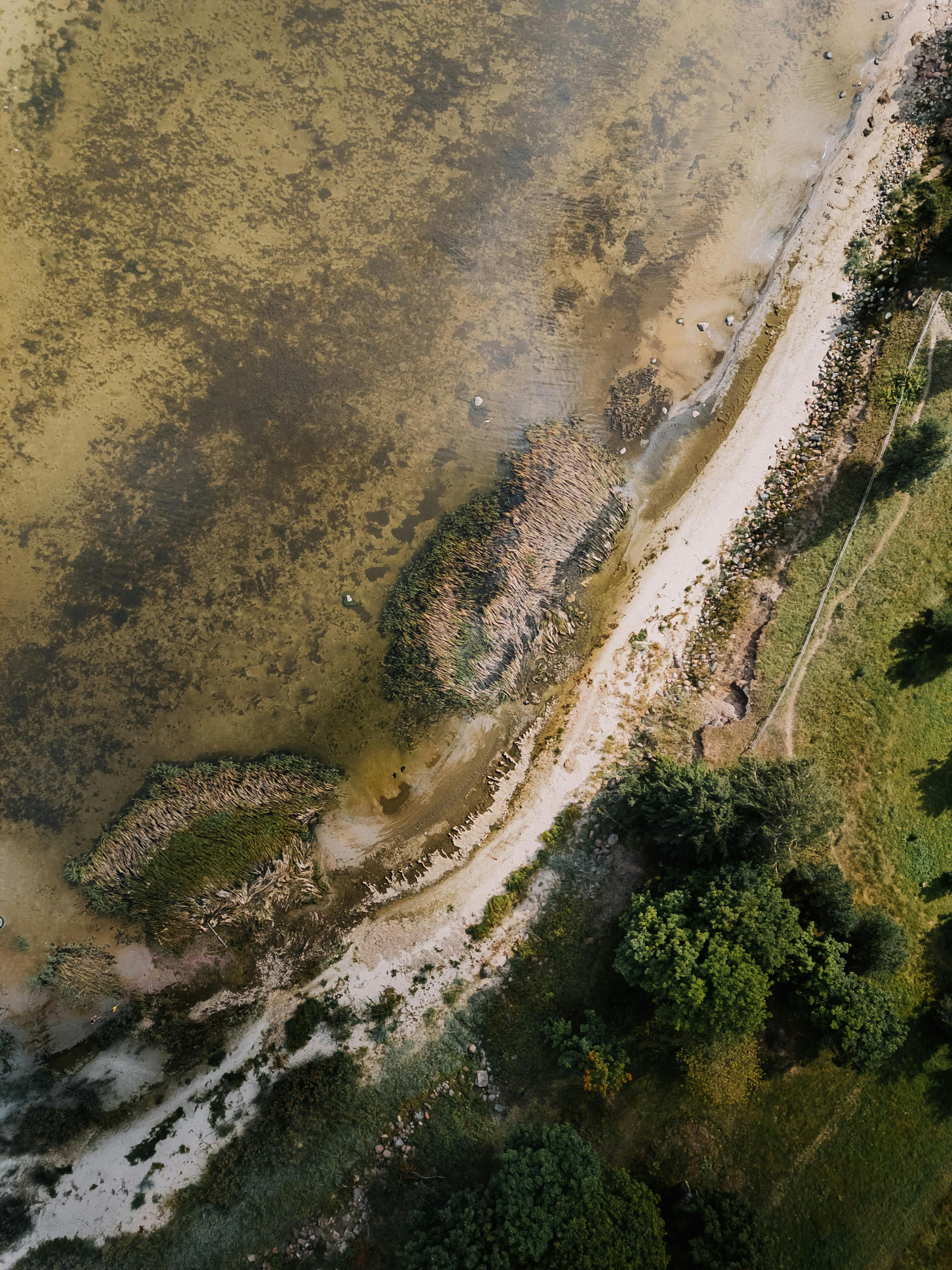 Lupa Tree Photos, Download The BEST Free Lupa Tree Stock Photos & HD Images