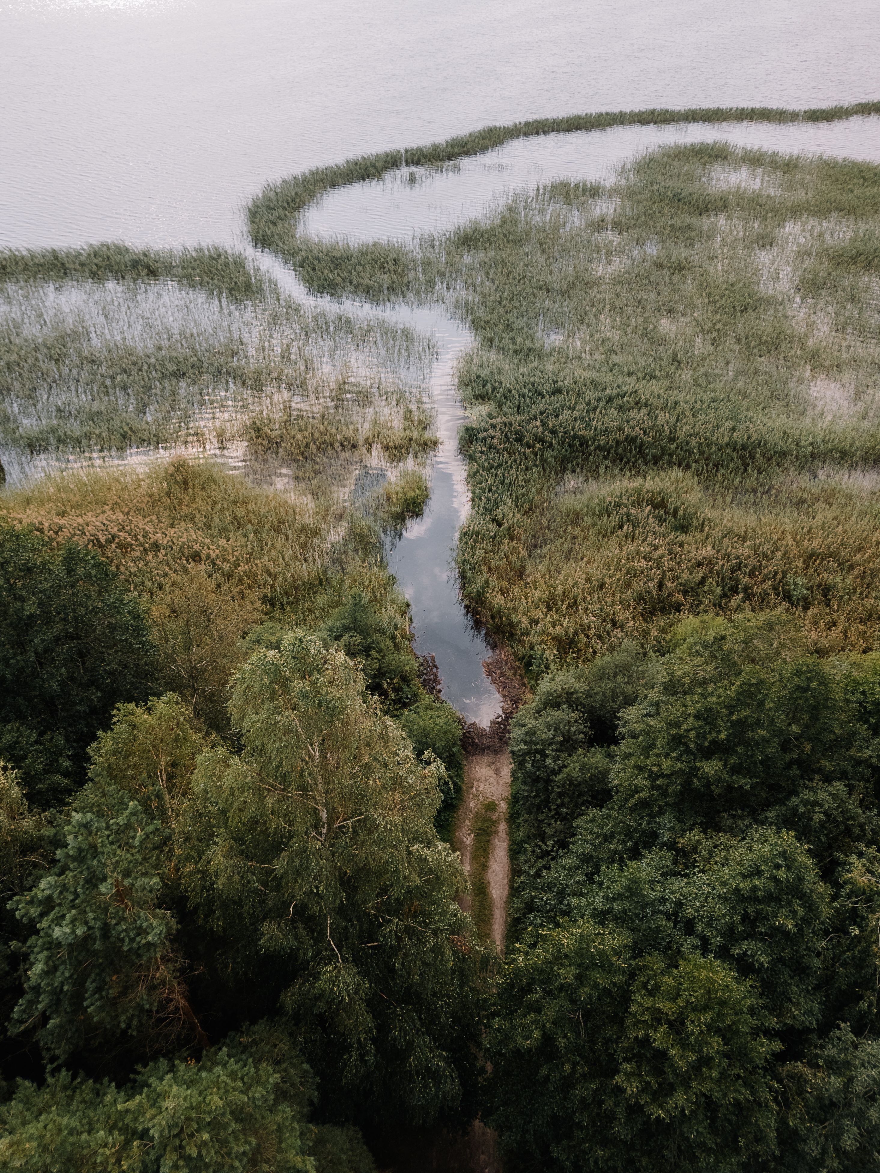 Aerial View of Marshland and Forested Pathway · Free Stock Photo