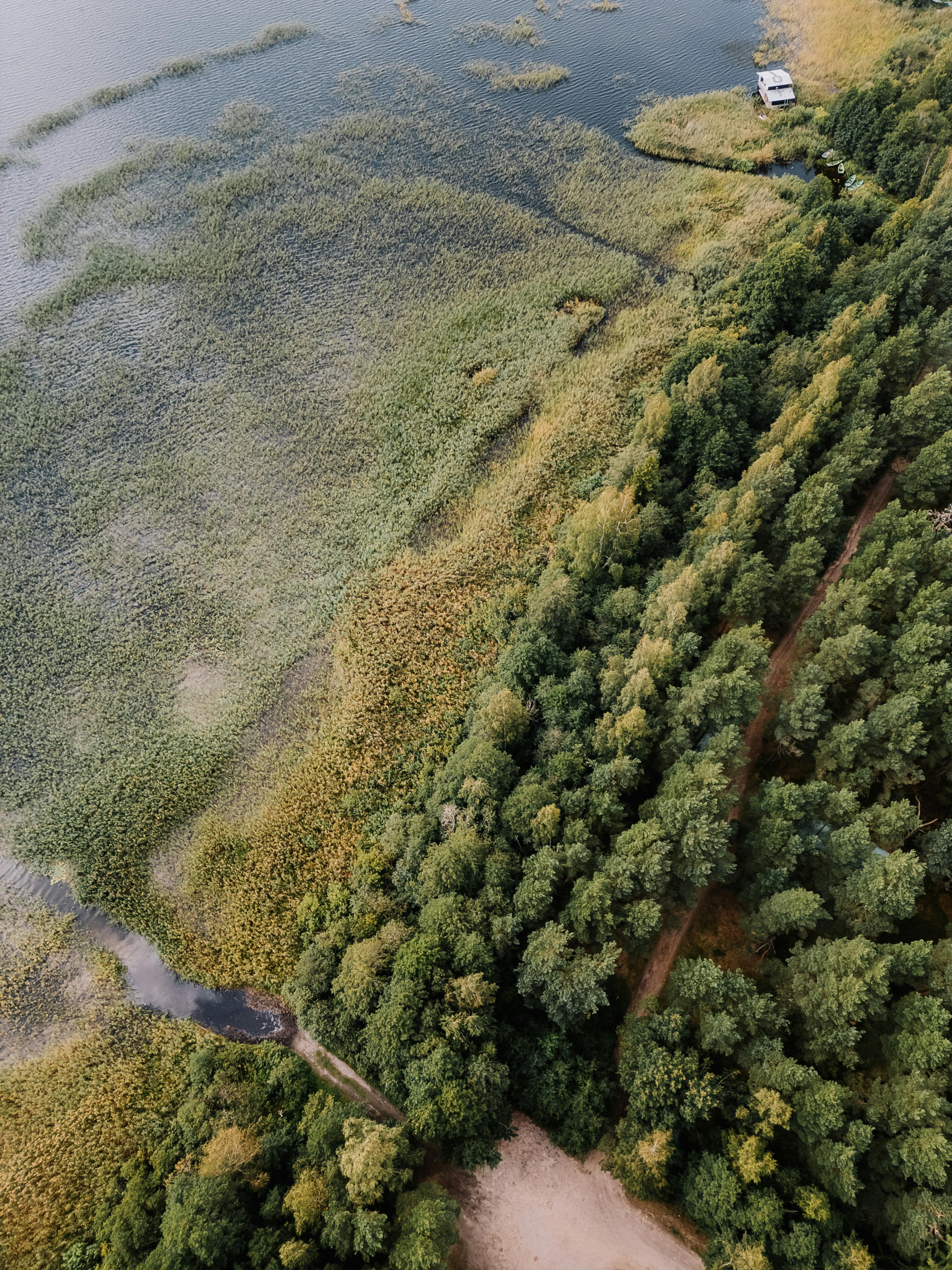 Pemandangan Udara Hutan Rimbun Dan Garis Pantai Danau Yang Tenang ...