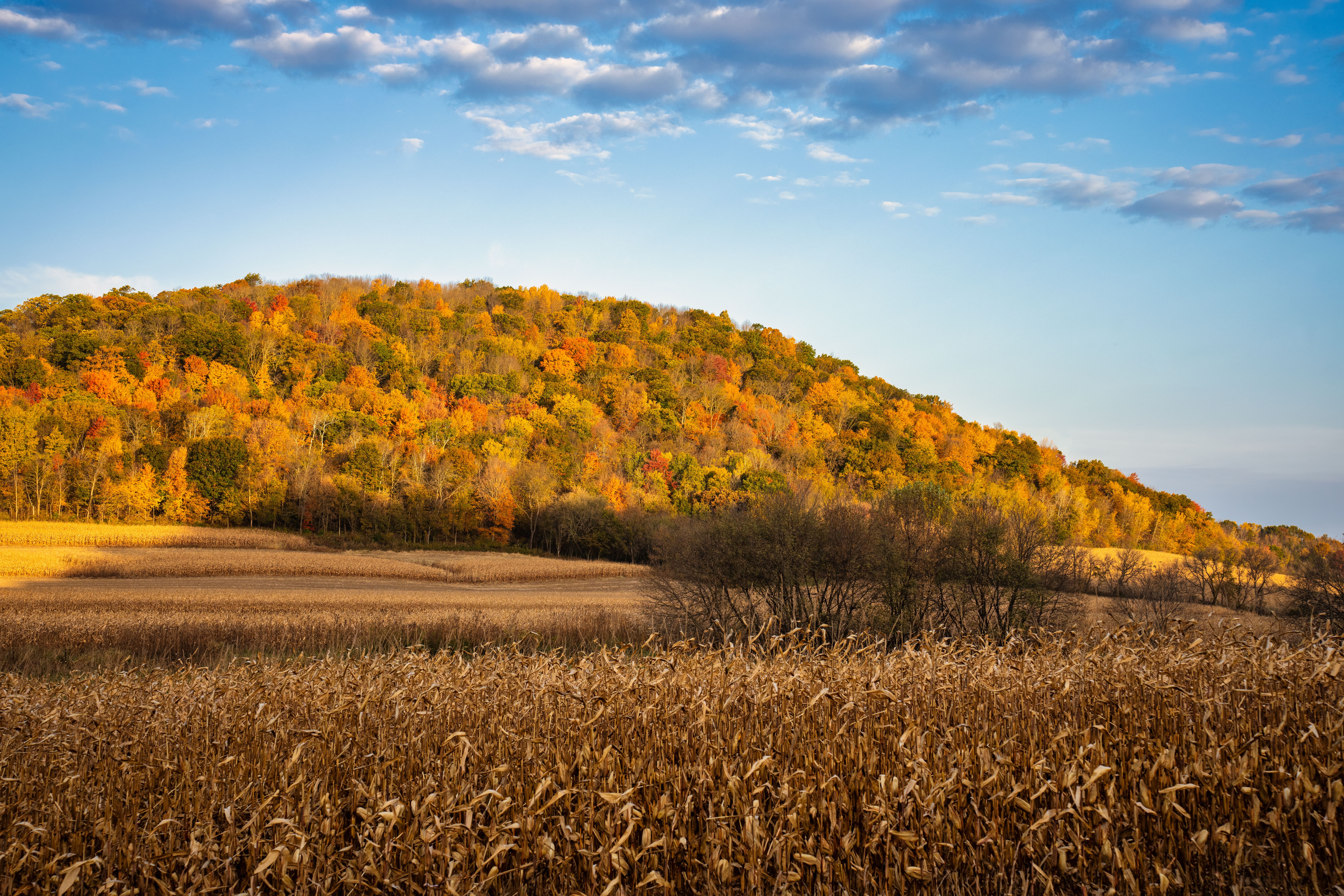 Autumn Foliage and Corn Field in Wisconsin · Free Stock Photo