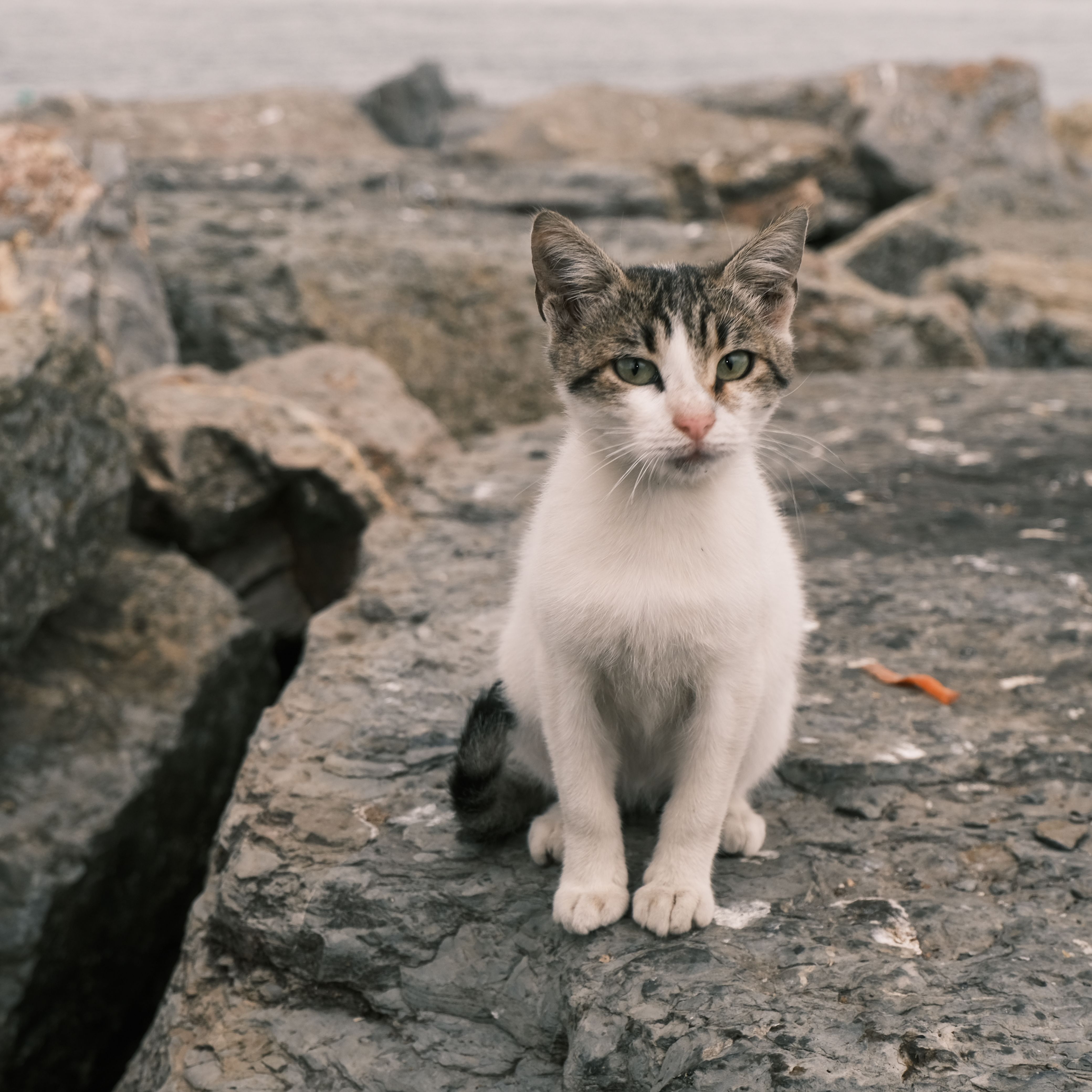 Adorable Cat on Rocky Shoreline · Free Stock Photo