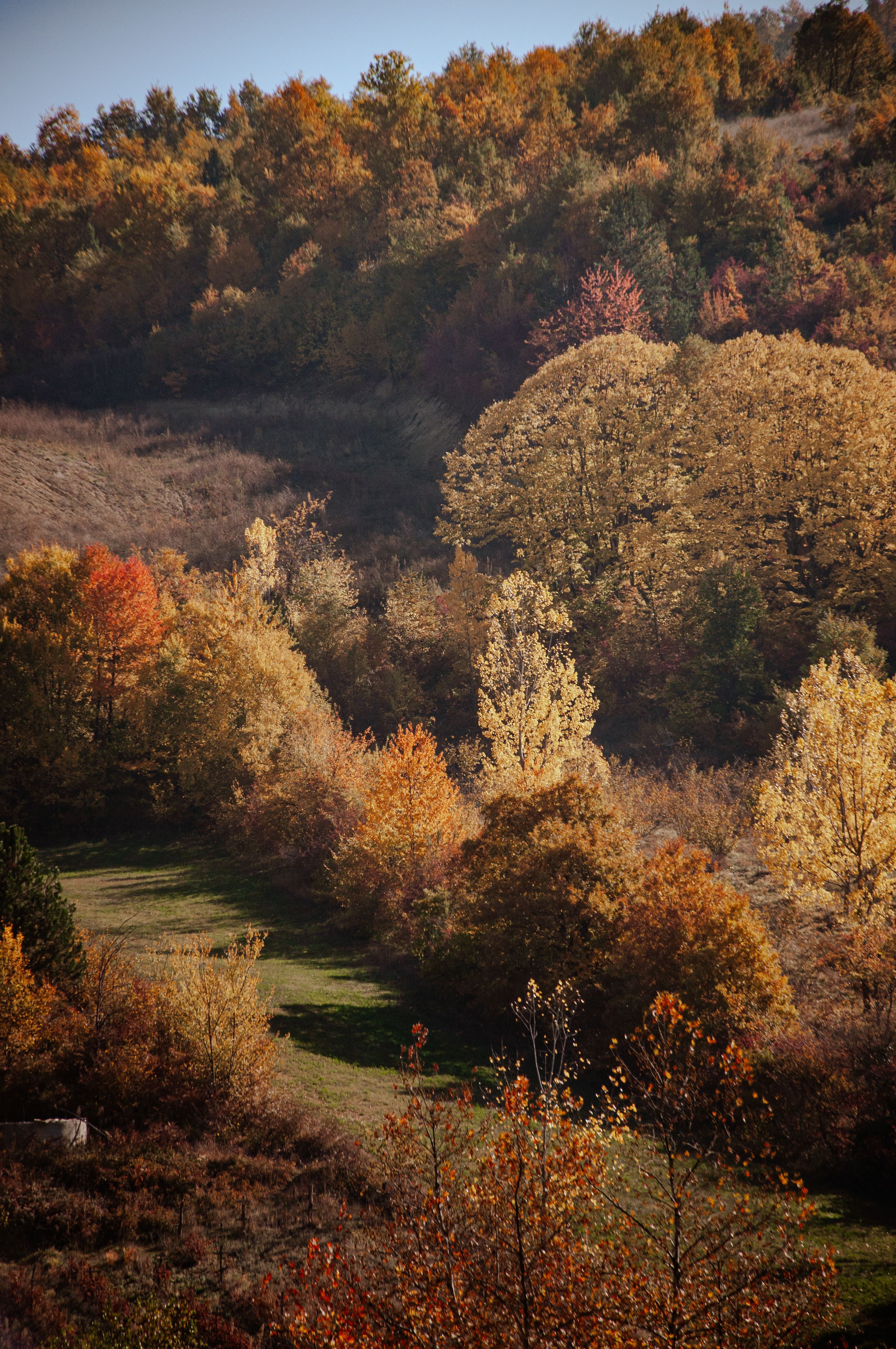 Stunning Autumn Forest Landscape with Vibrant Colors · Free Stock Photo