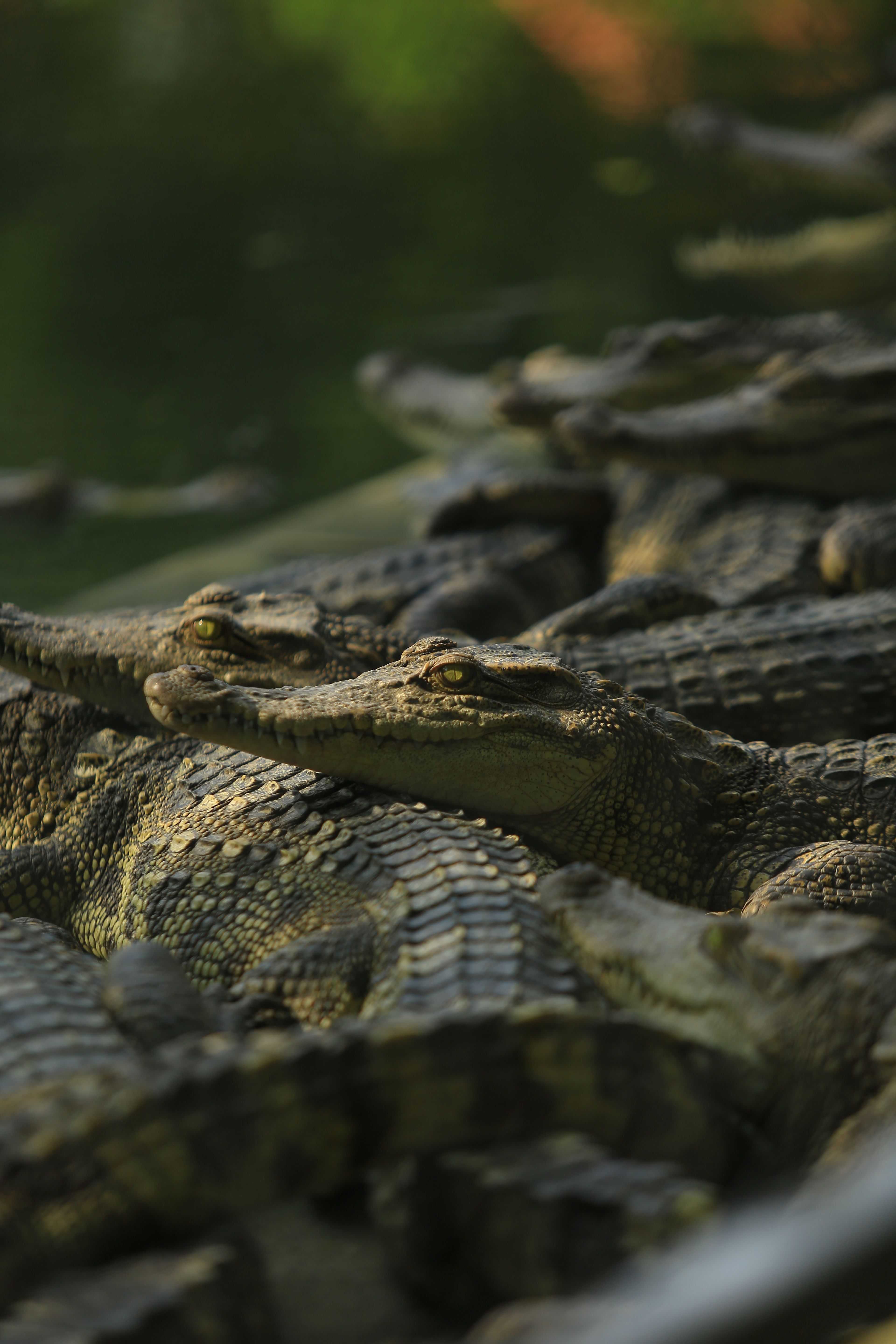 Group of Nile Crocodiles Basking Together · Free Stock Photo