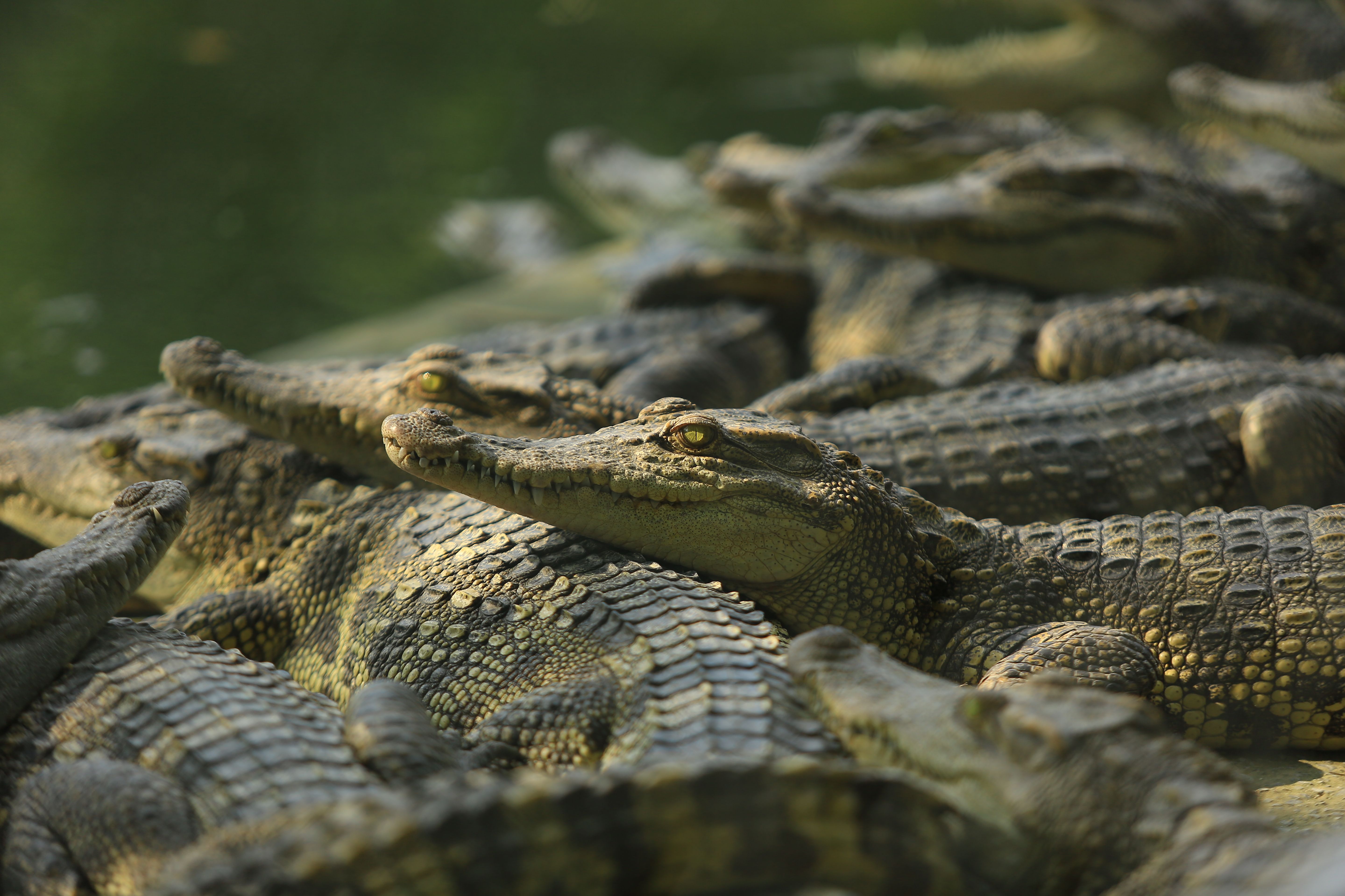 Crocodiles Basking in Sunlight on Riverbank · Free Stock Photo