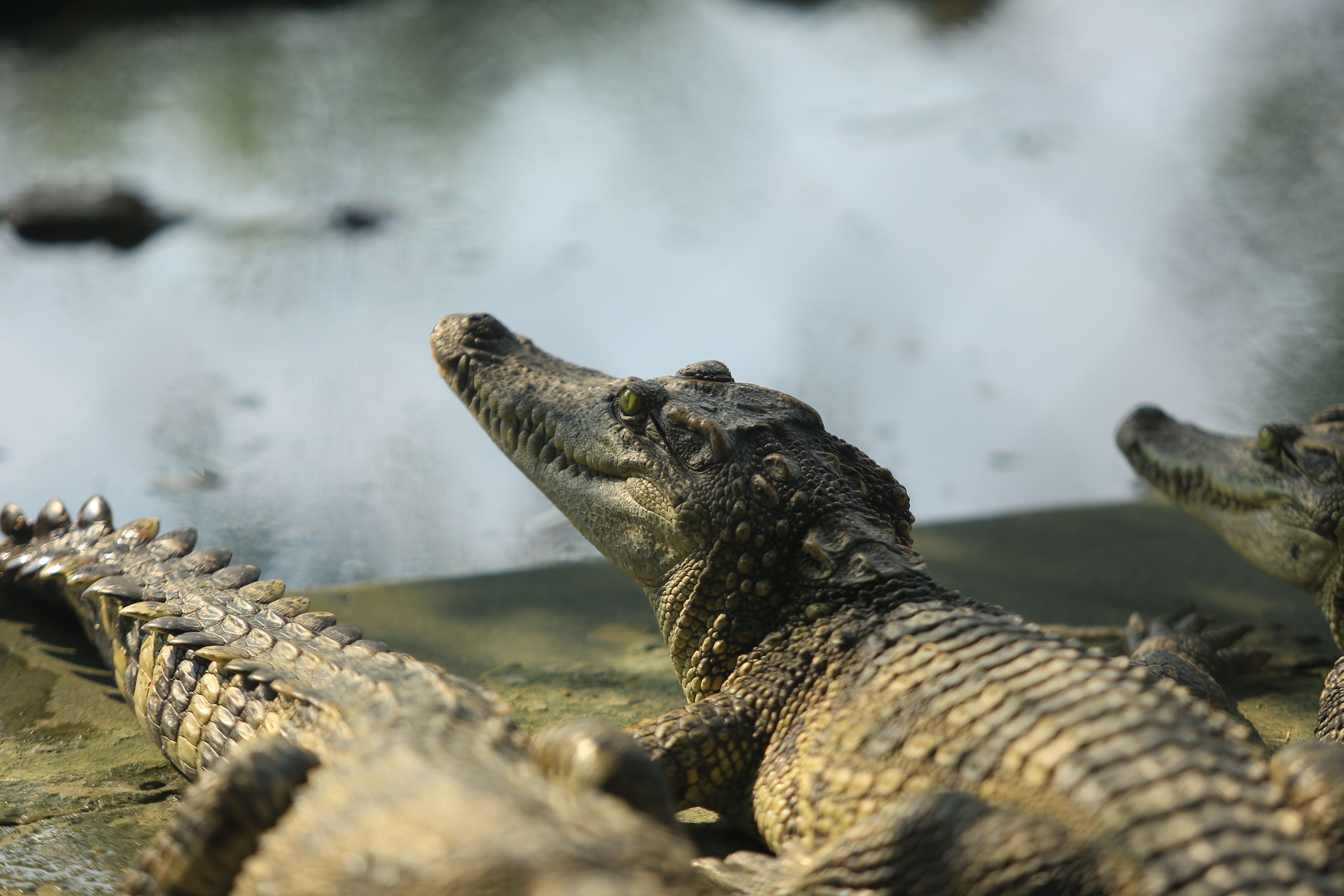 Close-up View of Crocodiles by a Waterside · Free Stock Photo