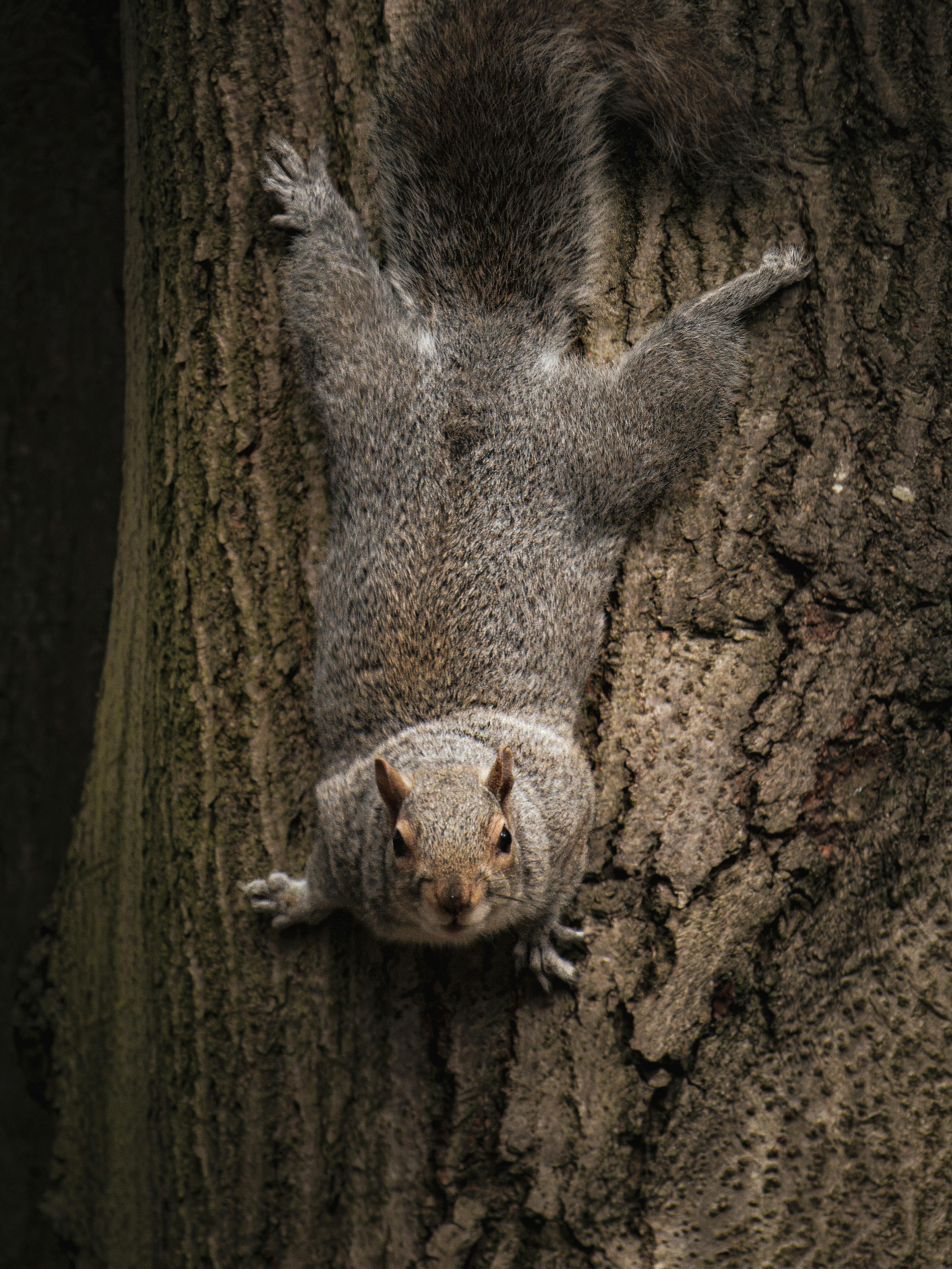Esquilo Cinzento Escalando Tronco De árvore · Foto profissional gratuita