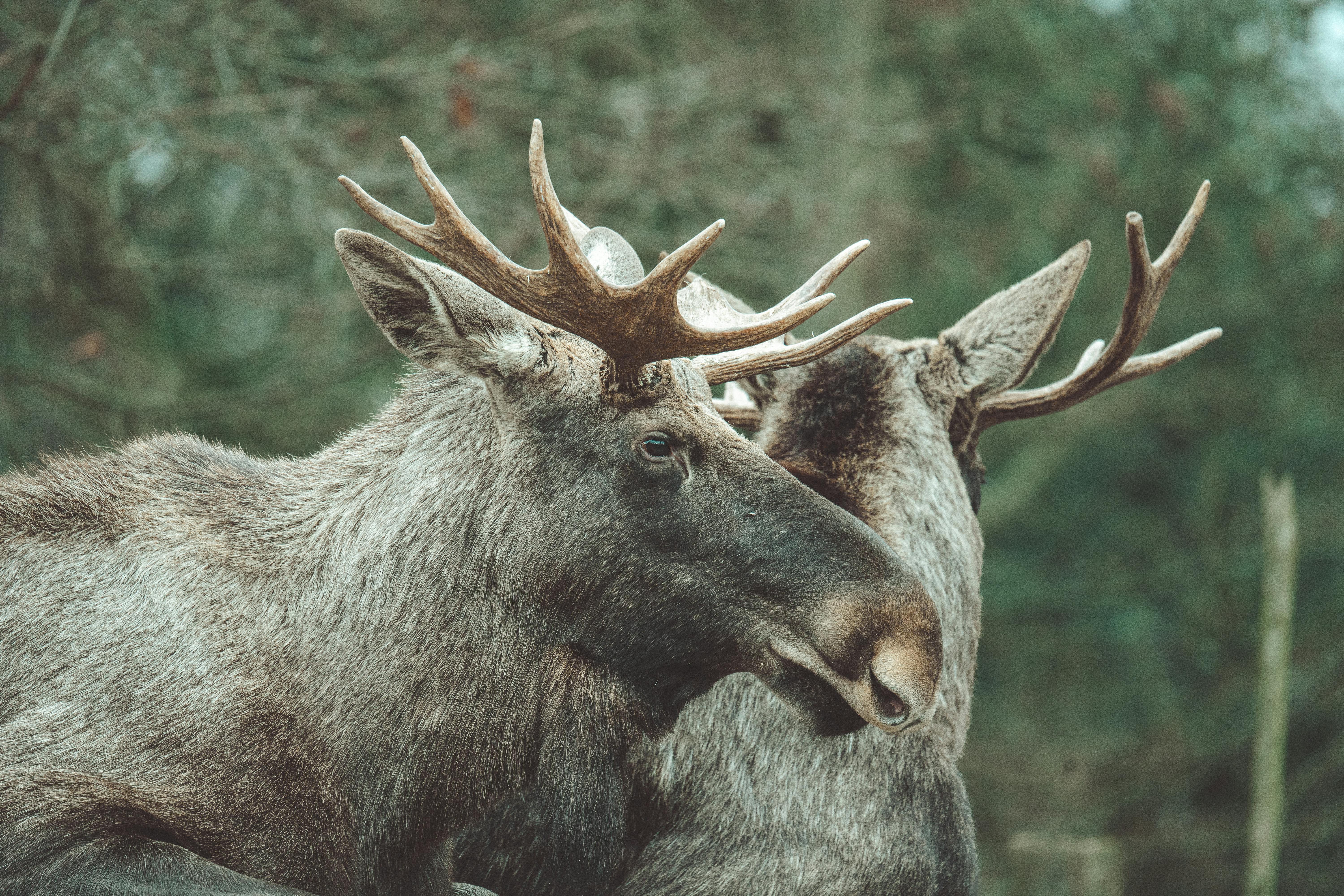 Close-up of Two Majestic Moose in Forest Setting · Free Stock Photo