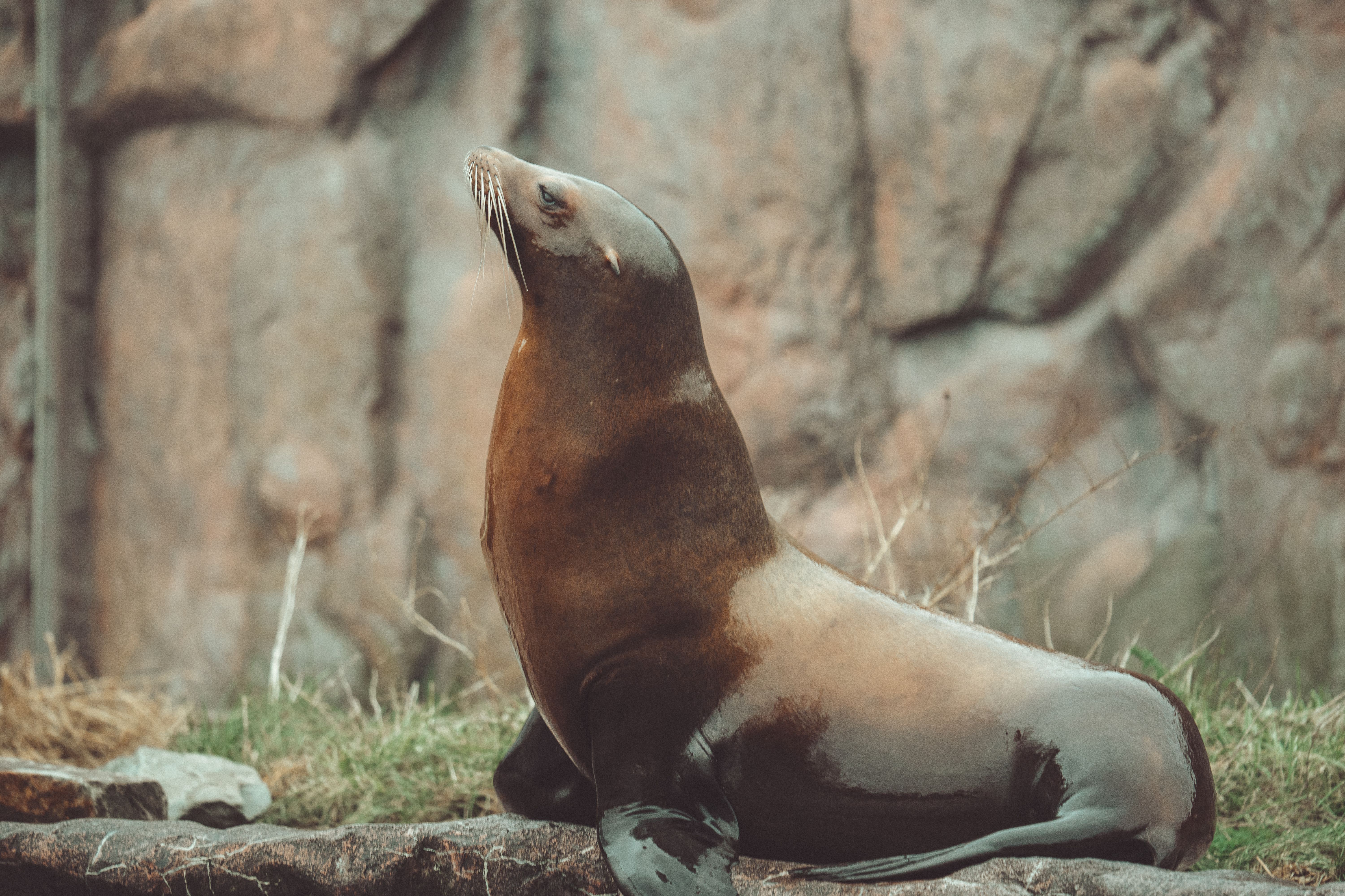 Majestic California Sea Lion Basking on Rocks · Free Stock Photo